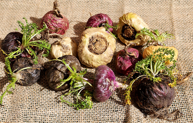 Tipos De Macas Mezcla Macas Peruana Orgánicas Maca Negra, Amarilla Y