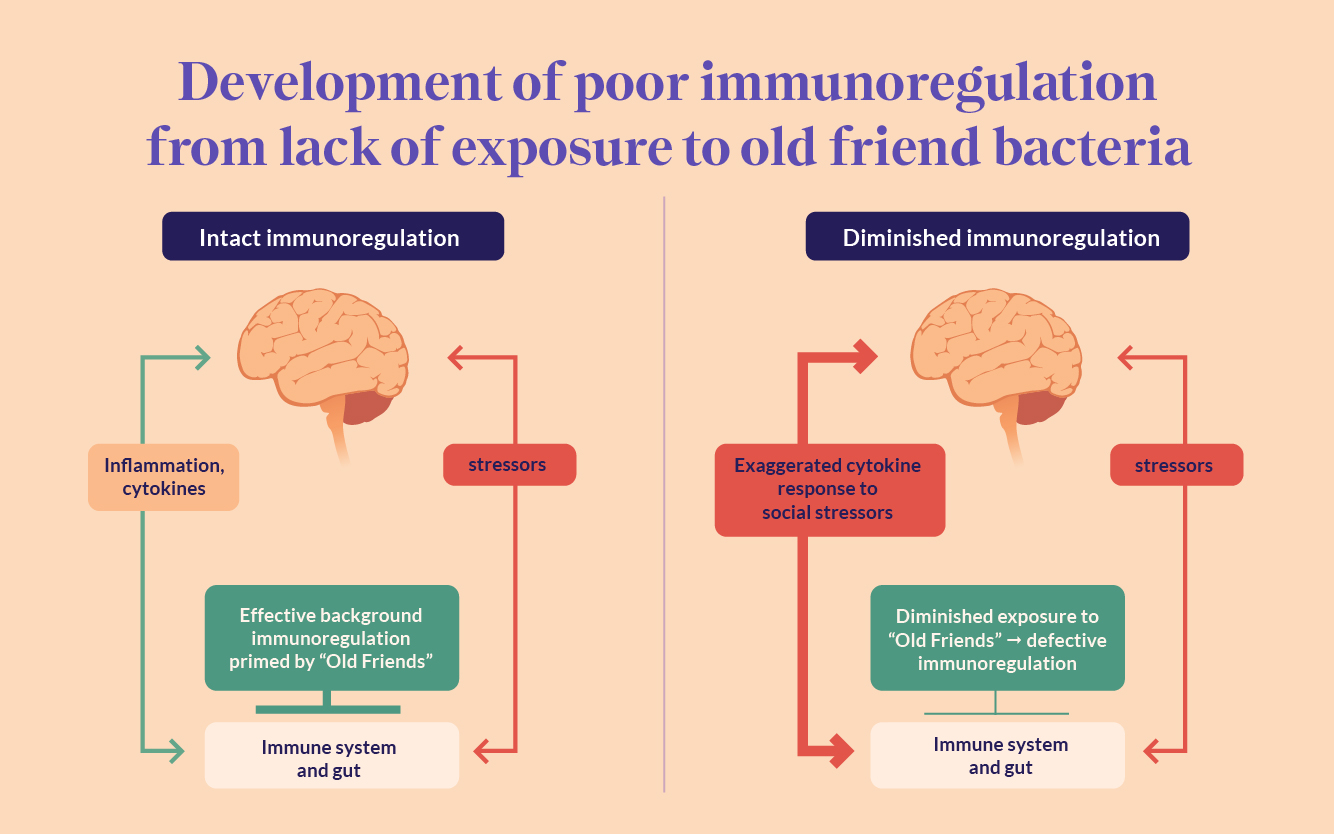Hygiene Hypothesis PDF) The Hygiene Hypothesis And Darwinian Medicine