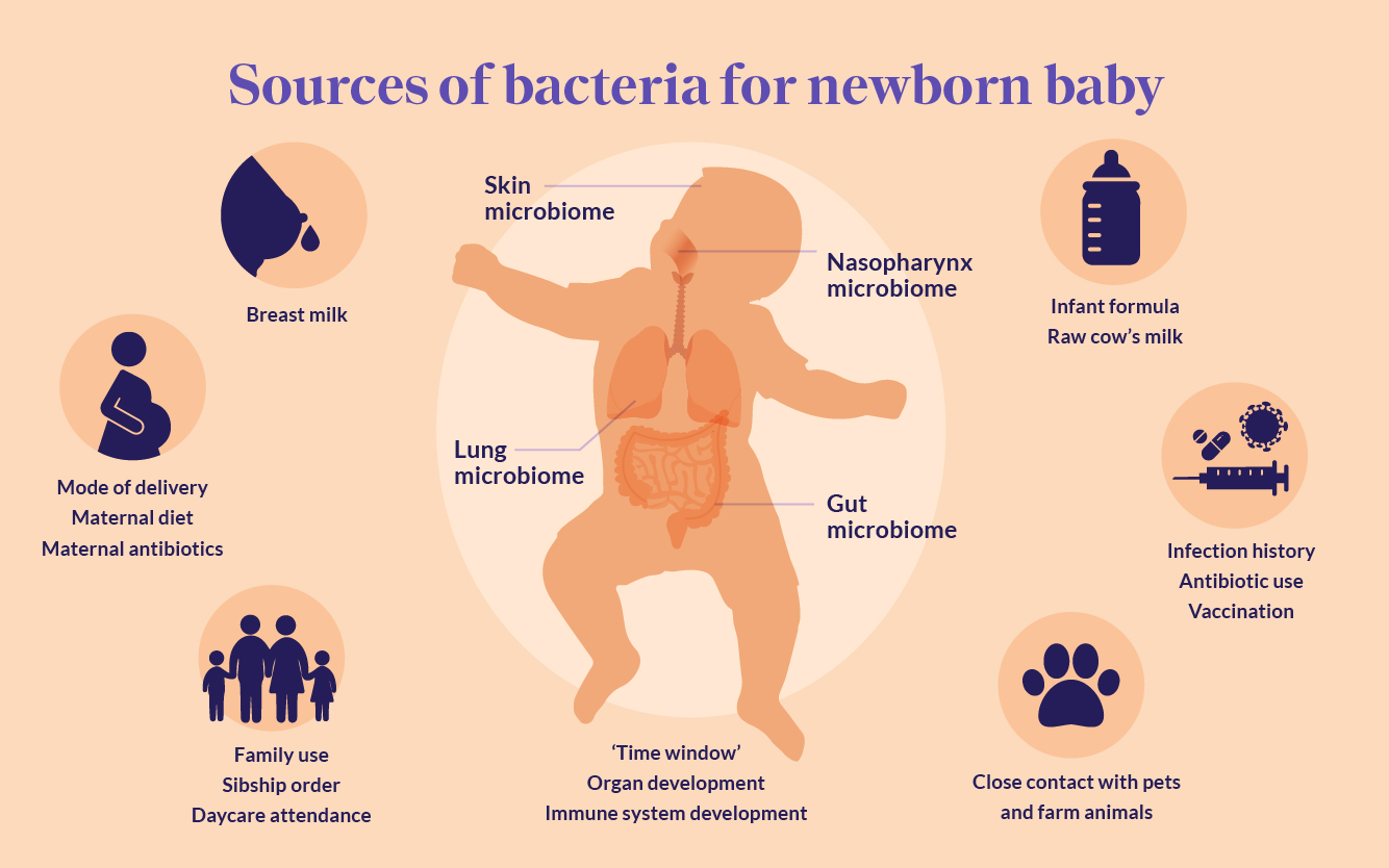 Hygiene Hypothesis PDF) The Hygiene Hypothesis And Darwinian Medicine