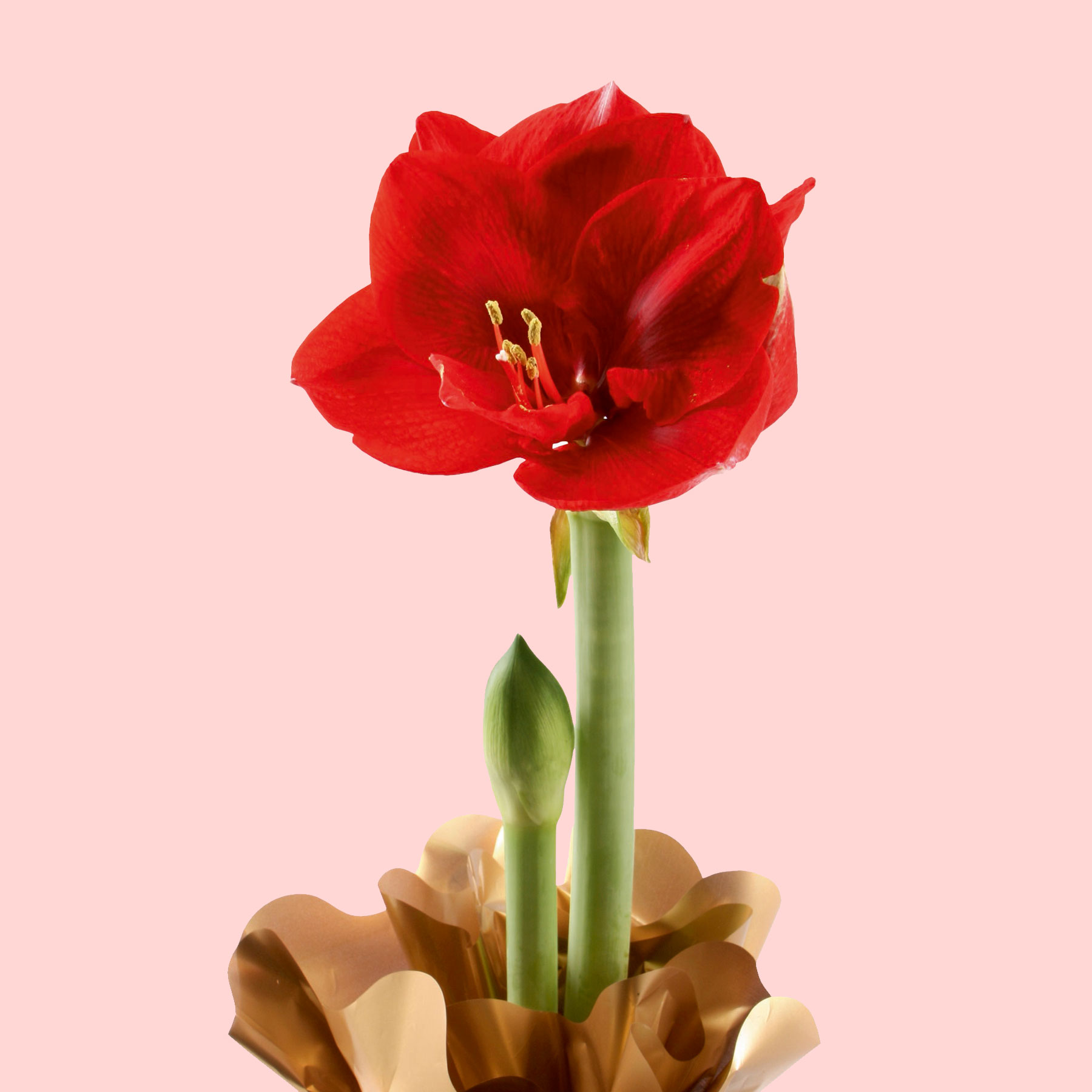 Näin valitset joulukukat ja hoidat niitä oikein - Pirkka-media