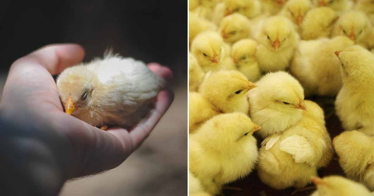 Chicksfacebookthumb