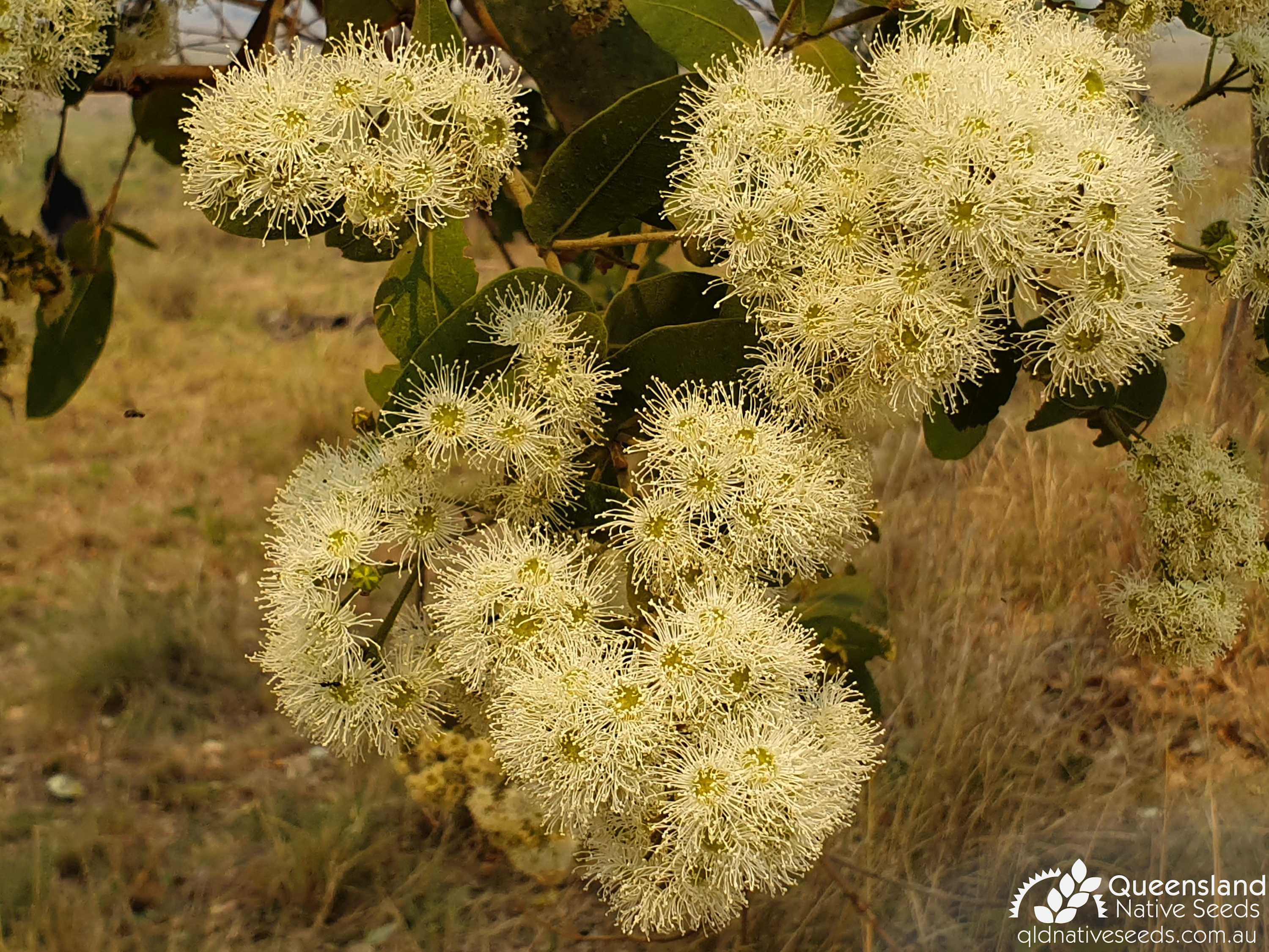 Angophora subvelutina "Broad-Leaved Apple" - Plant Profiles ...