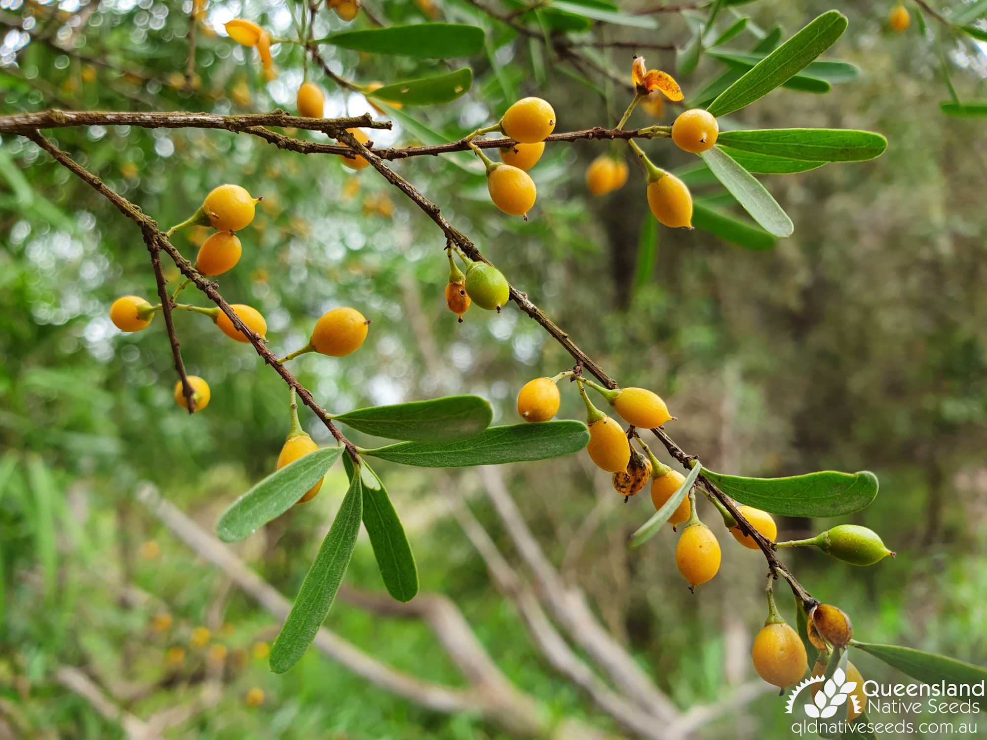 Denhamia cunninghamii "Yellowberry Bush" - Plant Profiles - Queensland ...