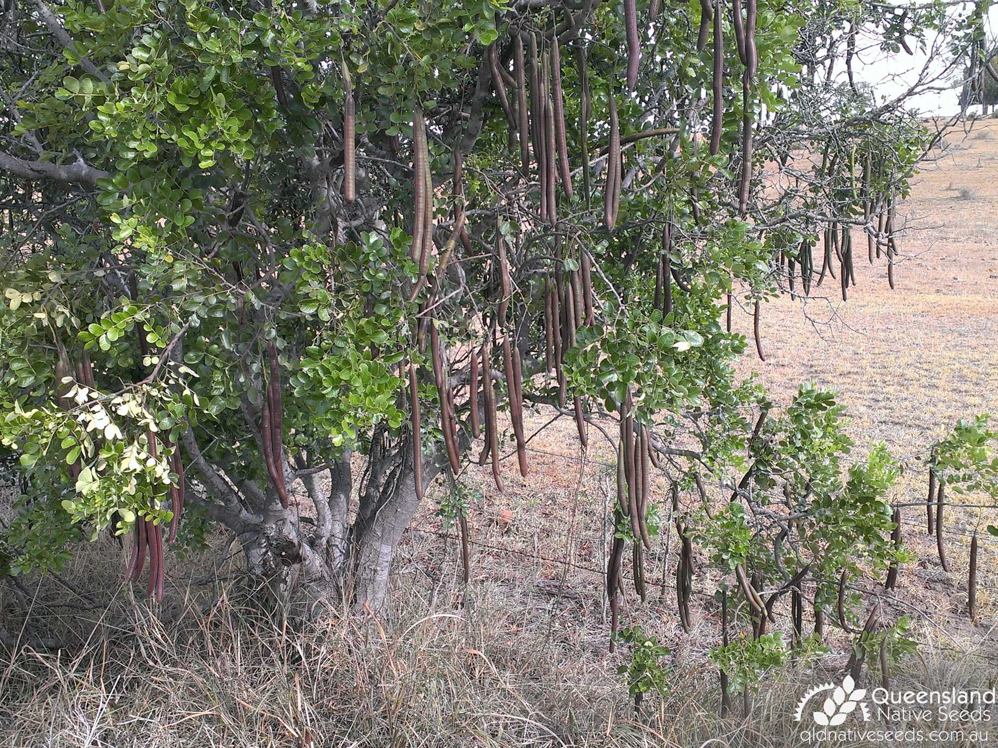 Cassia tomentella "Velvet Bean Tree" - Plant Profiles - Queensland ...