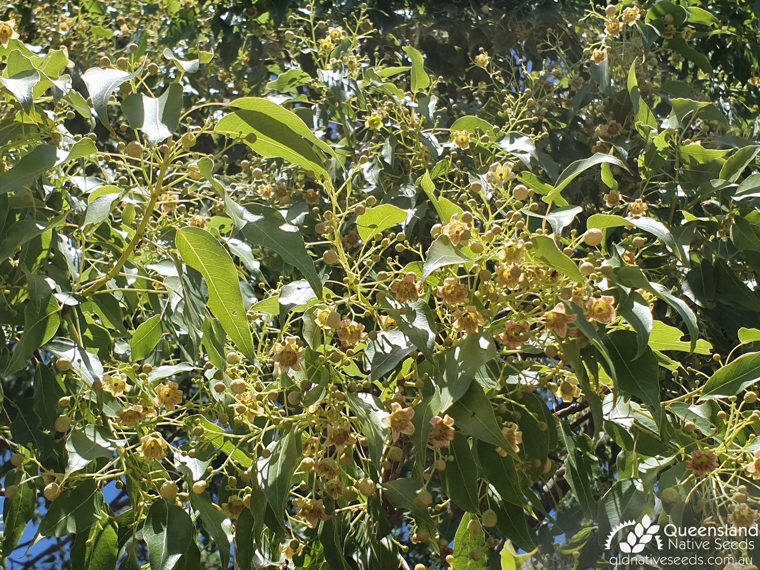 Brachychiton populneus "Kurrajong" - Plant Profiles - Queensland Native ...