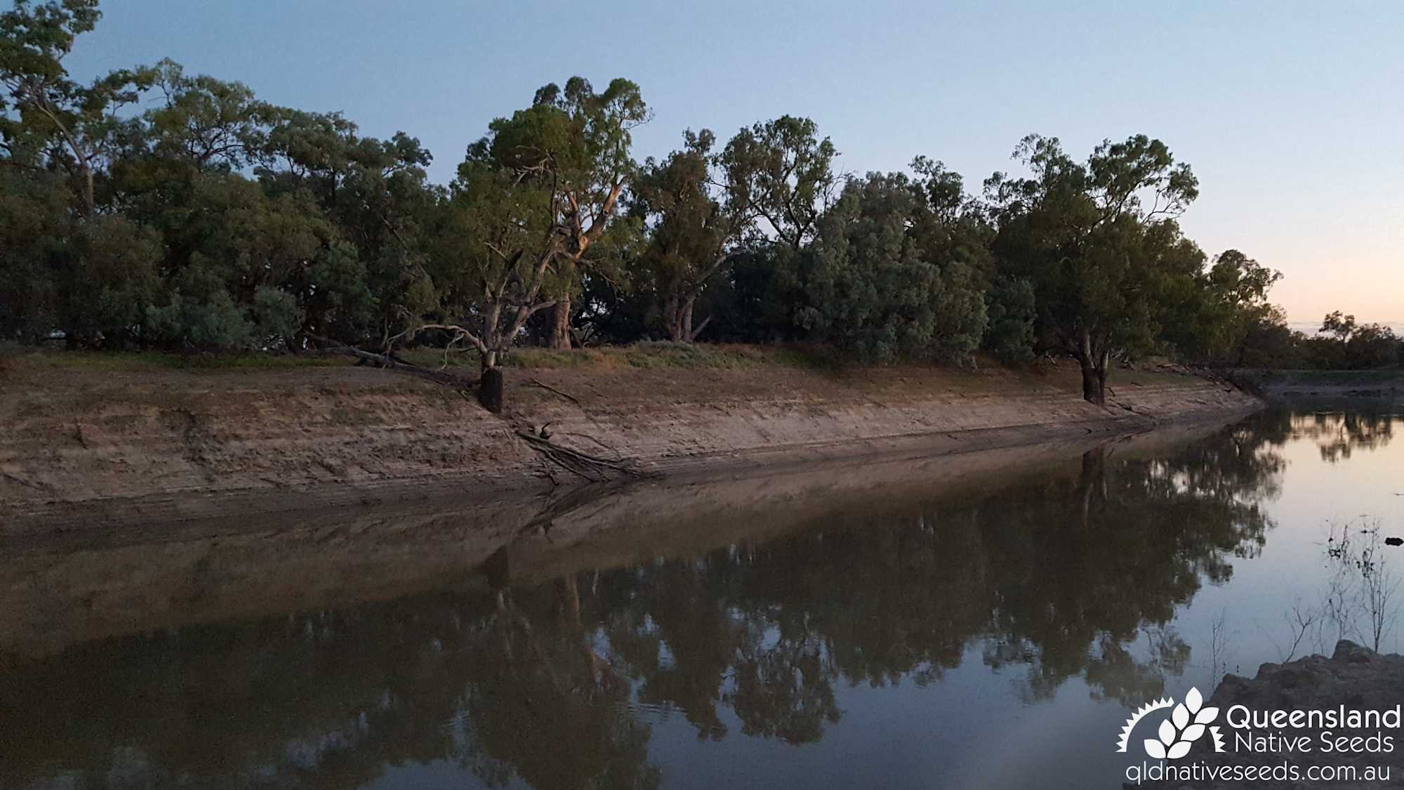 Eucalyptus coolabah - Plant Profiles - Queensland Native Seeds