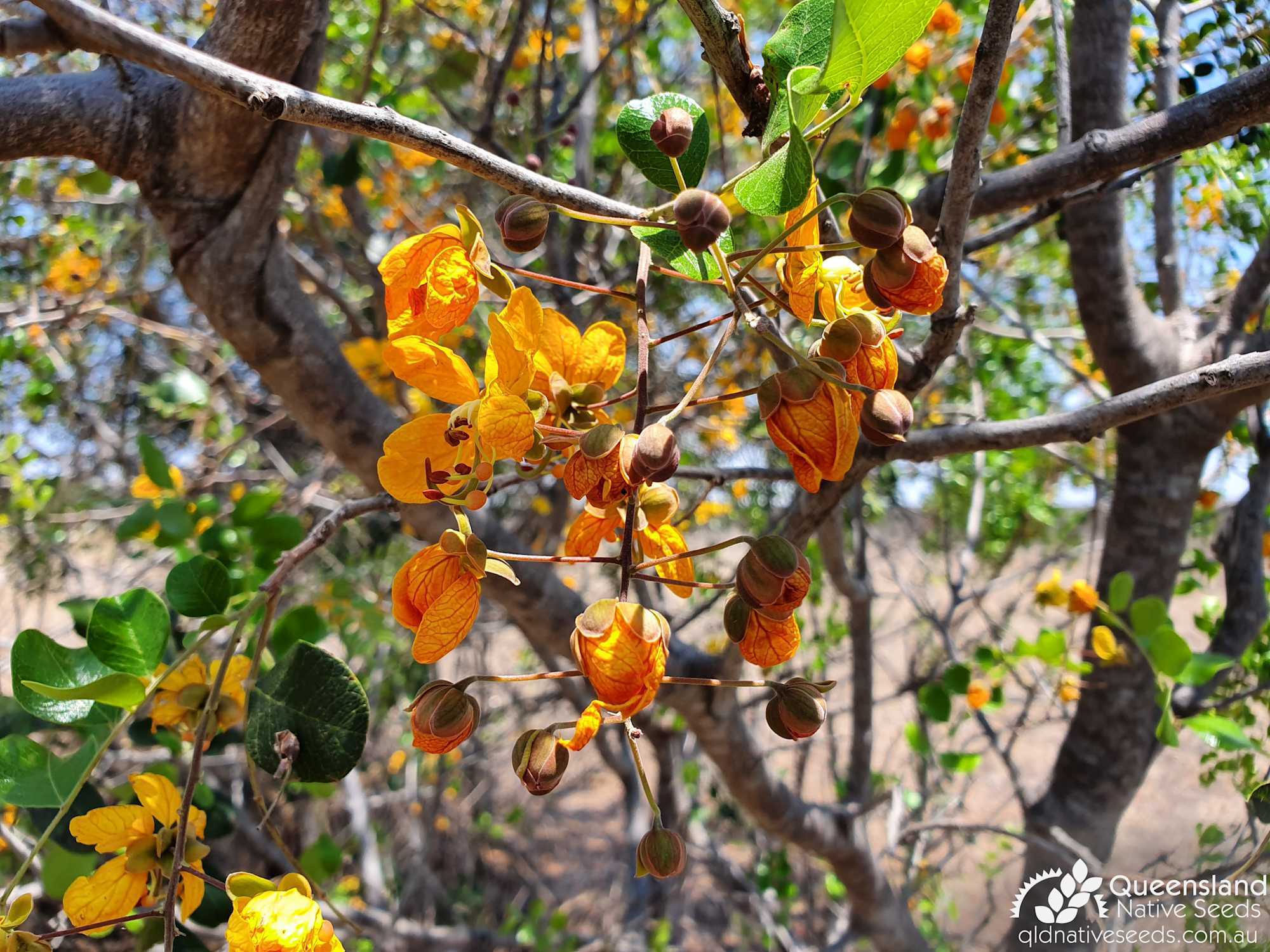 Cassia tomentella "Velvet Bean Tree" - Plant Profiles - Queensland ...