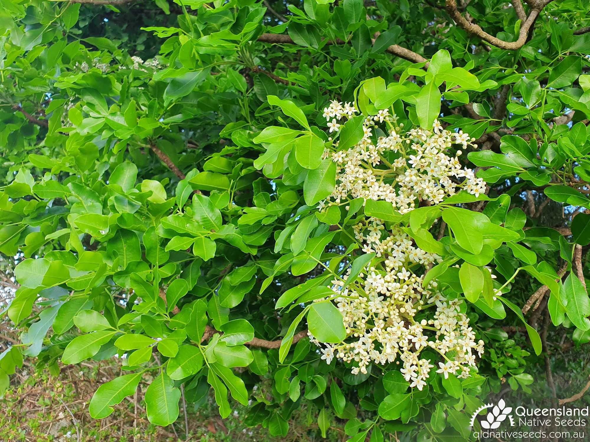 Flindersia australis "Crows Ash" - Plant Profiles - Queensland Native Seeds