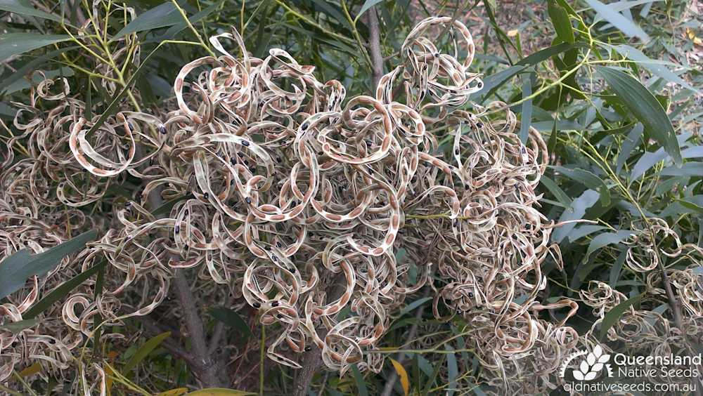 Acacia implexa - Plant Profiles - Queensland Native Seeds