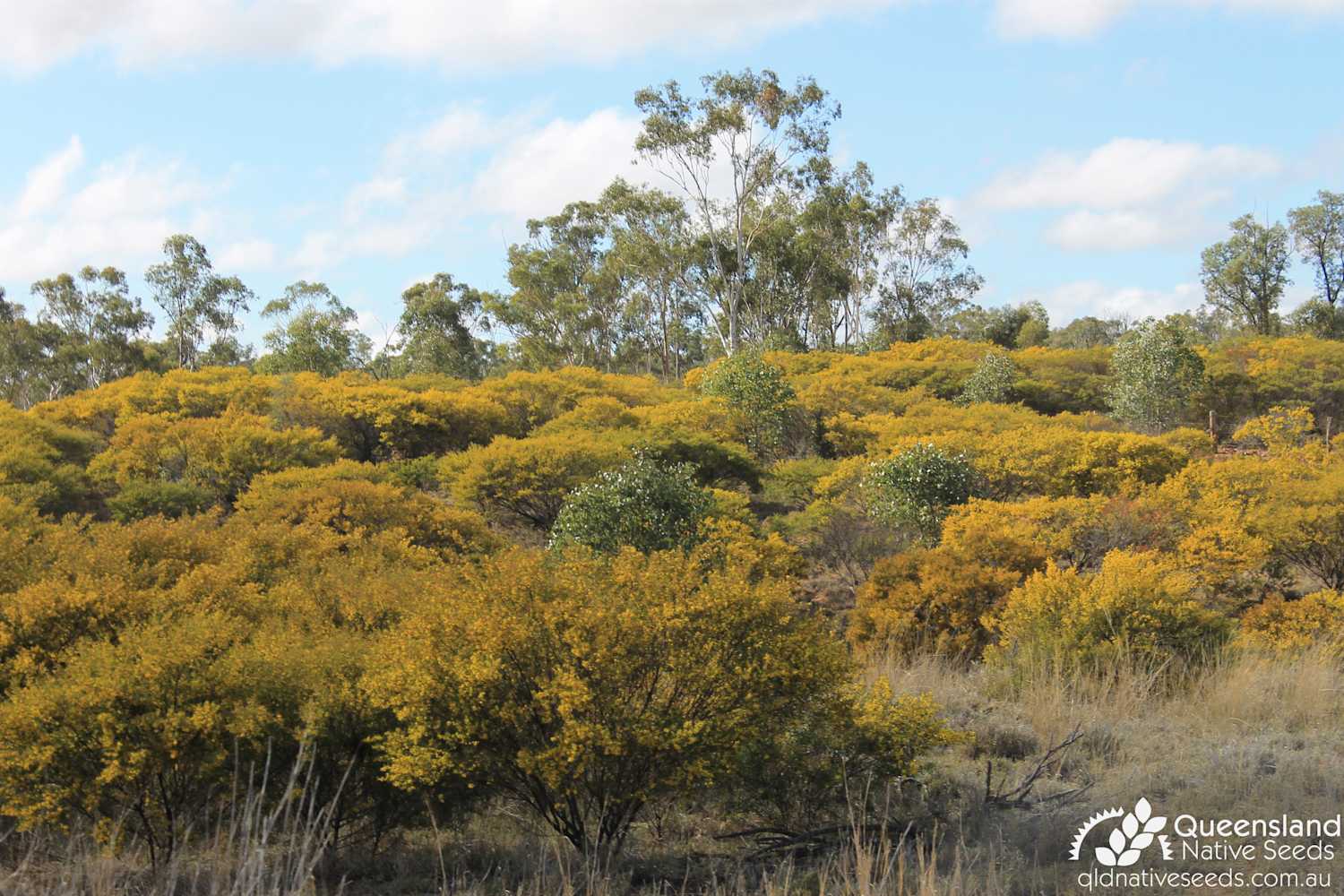 Acacia ixiophylla "Sticky Wattle" - Plant Profiles - Queensland Native ...
