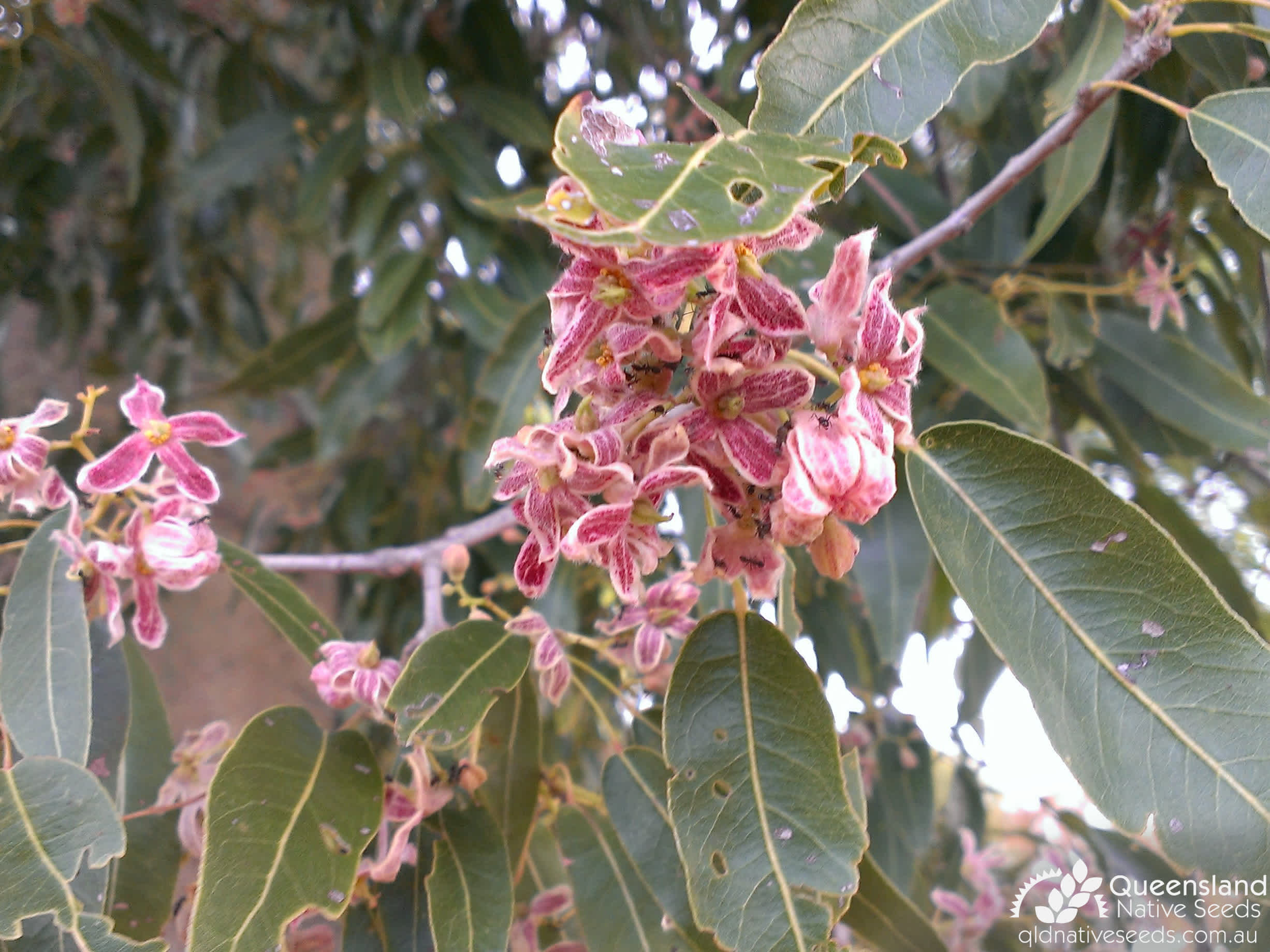 Brachychiton rupestris "Queensland Bottle Tree" - Plant Profiles ...