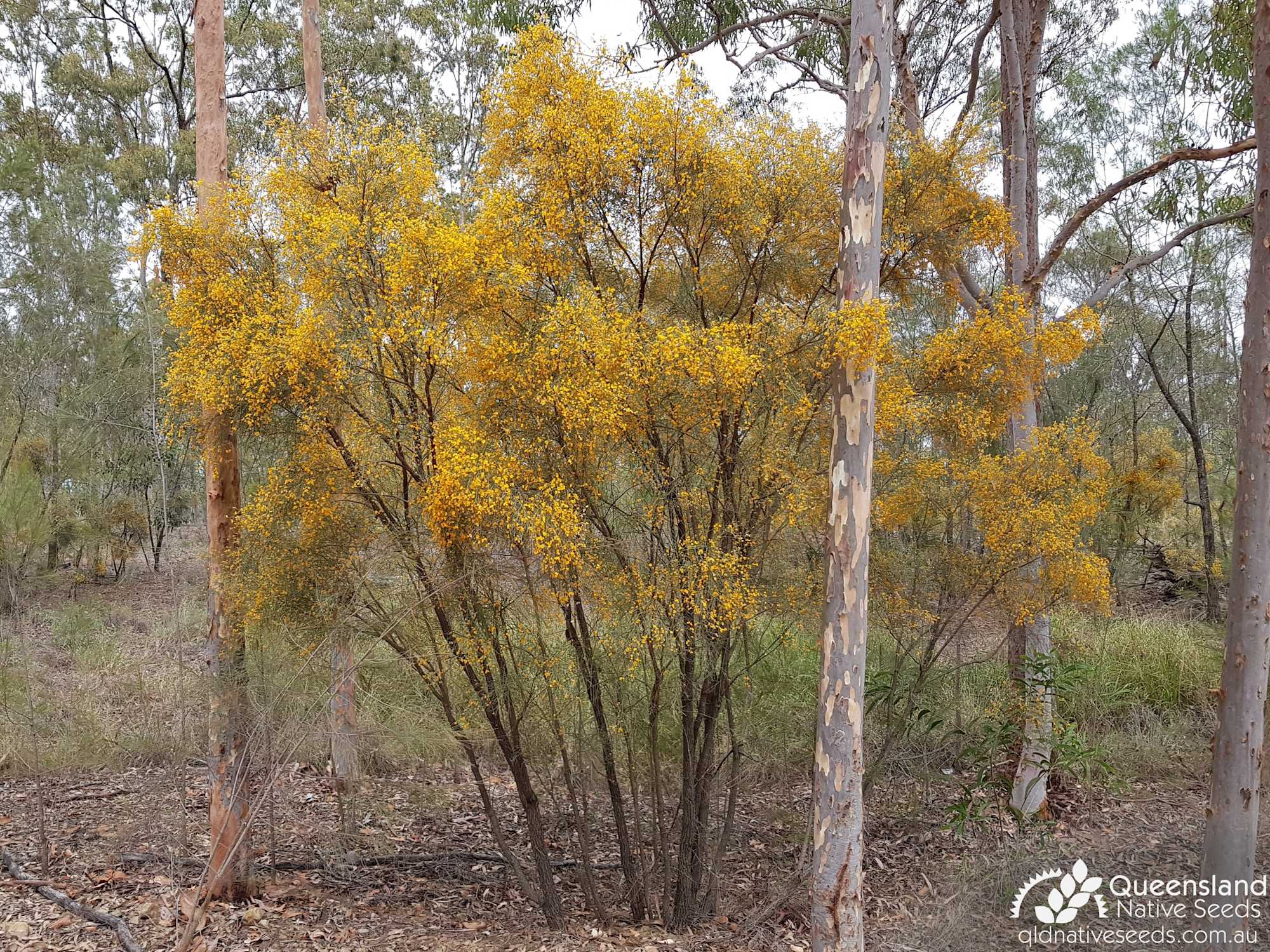 Jacksonia scoparia "Dogwood" - Plant Profiles - Queensland Native Seeds