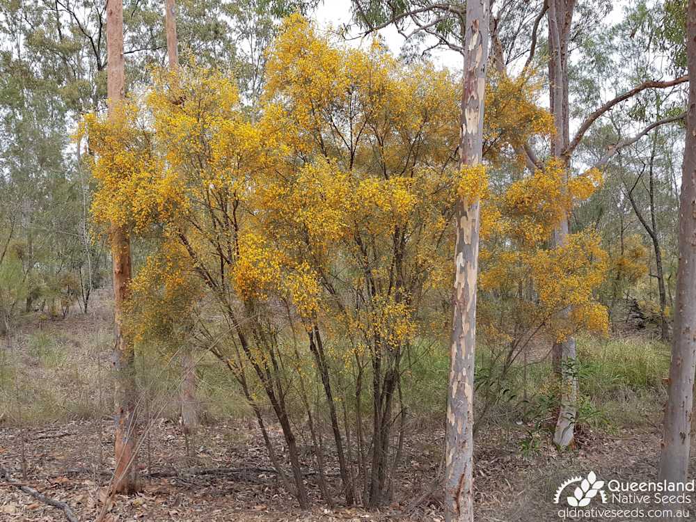 Jacksonia scoparia "Dogwood" - Plant Profiles - Queensland Native Seeds