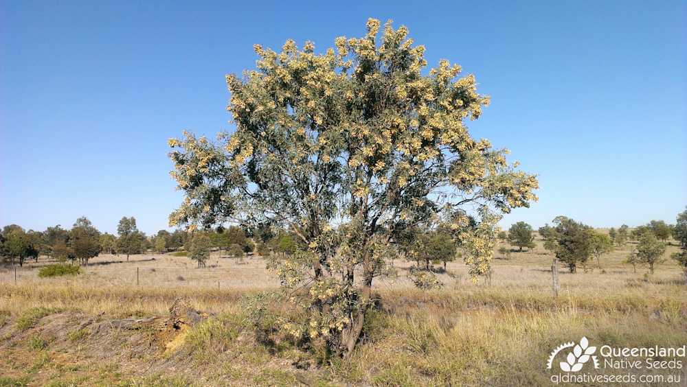 Atalaya hemiglauca - Plant Profiles - Queensland Native Seeds