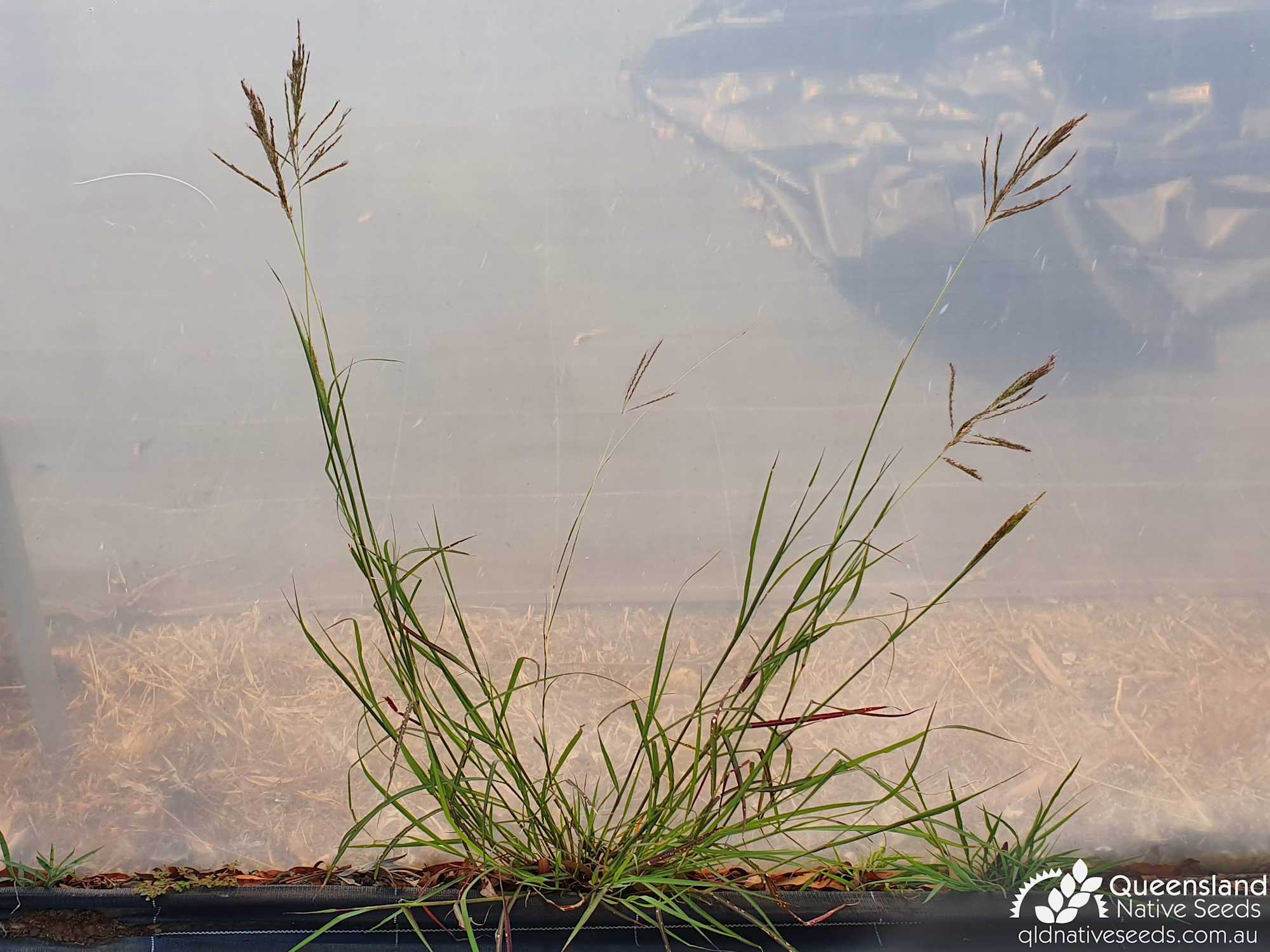 Bothriochloa bladhii subsp. bladhii "Forest Bluegrass" - Plant Profiles ...