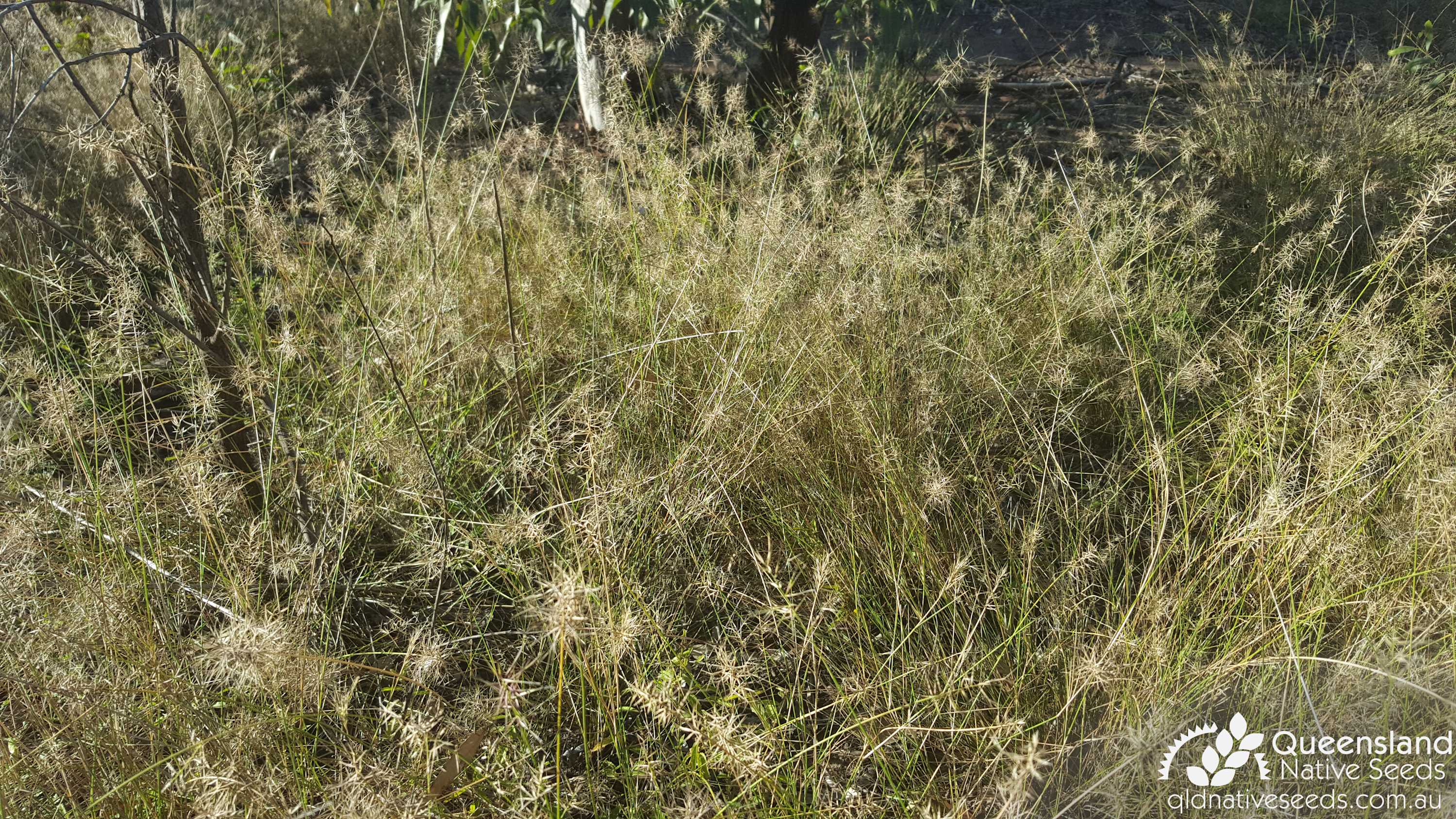 Aristida caput-medusae "Many-Headed Wiregrass" - Plant Profiles ...