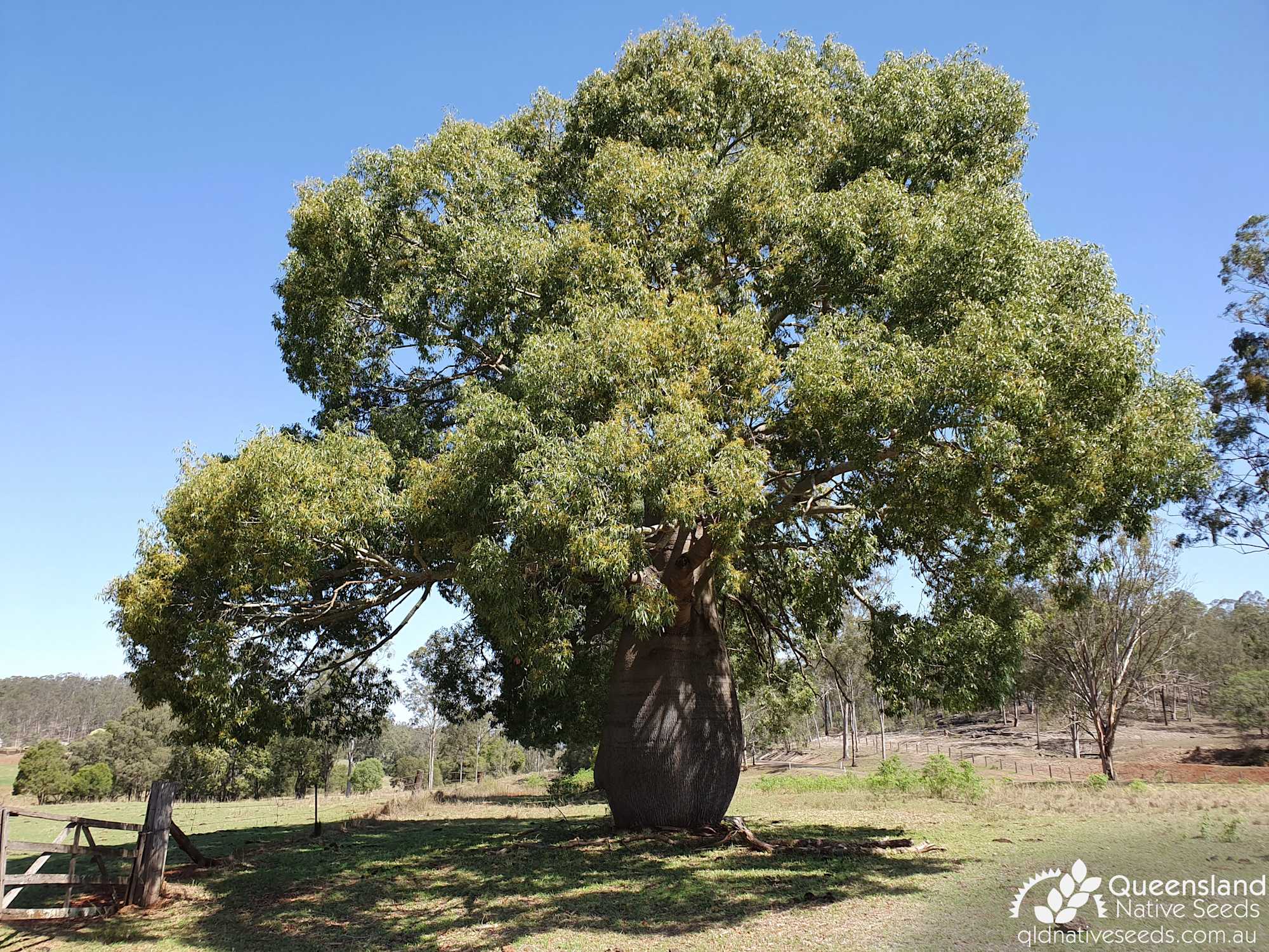 Brachychiton rupestris "Queensland Bottle Tree" - Plant Profiles ...