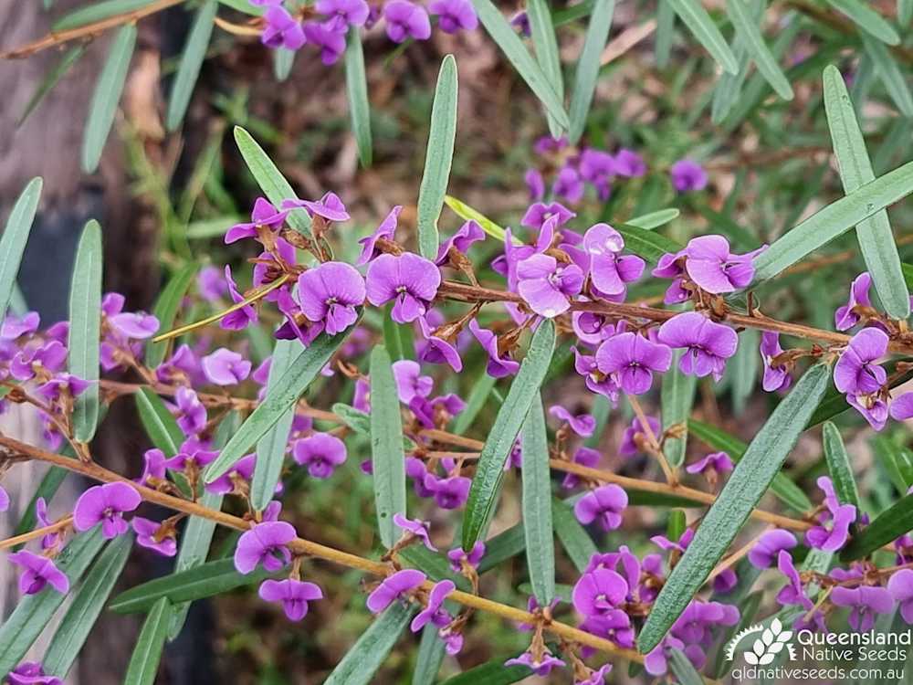 Hovea lorata - Plant Profiles - Queensland Native Seeds