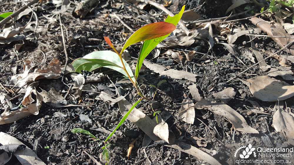 Acacia falcata - Plant Profiles - Queensland Native Seeds