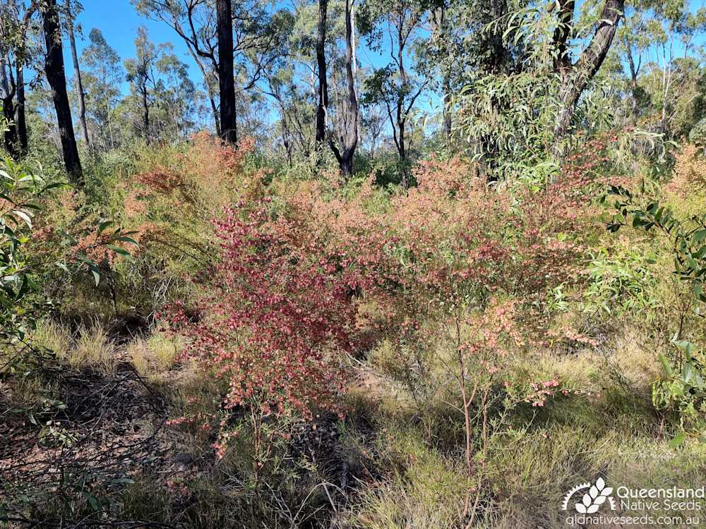 Dodonaea peduncularis "Stalked Hopbush" - Plant Profiles - Queensland ...