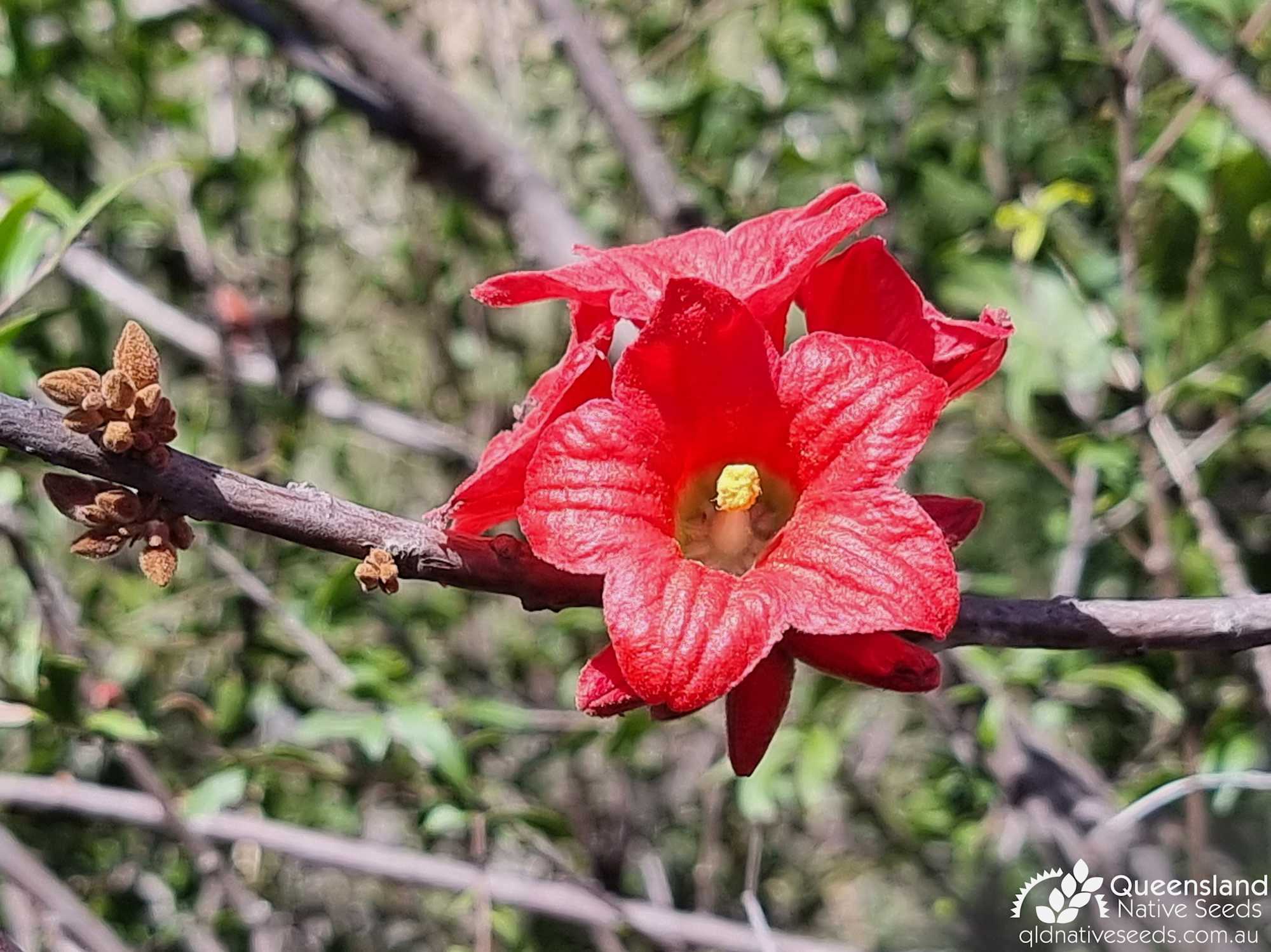 Brachychiton bidwillii "Little Kurrajong" - Plant Profiles - Queensland ...