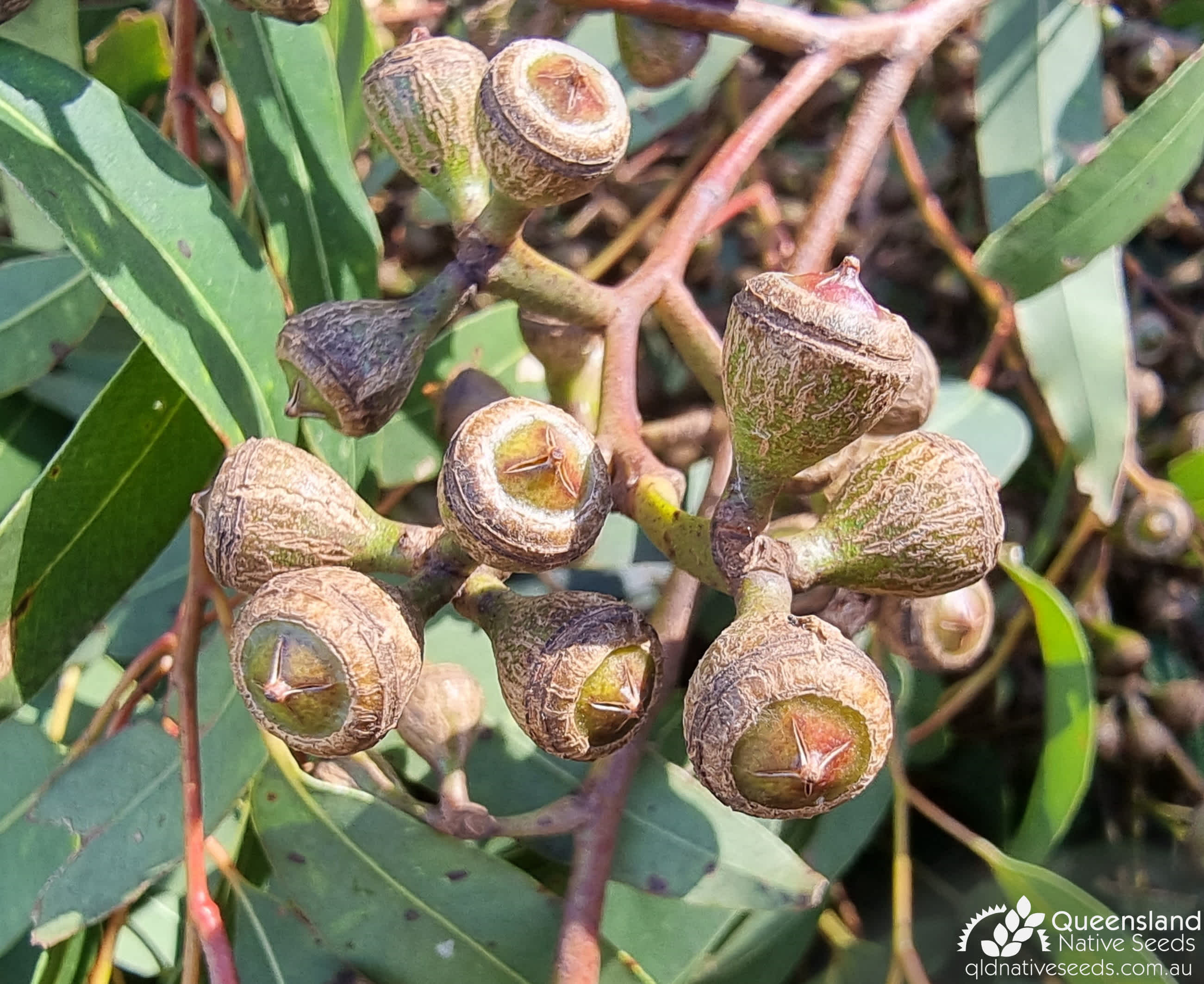 Eucalyptus punctata "Large-Fruited Grey Gum" - Plant Profiles ...