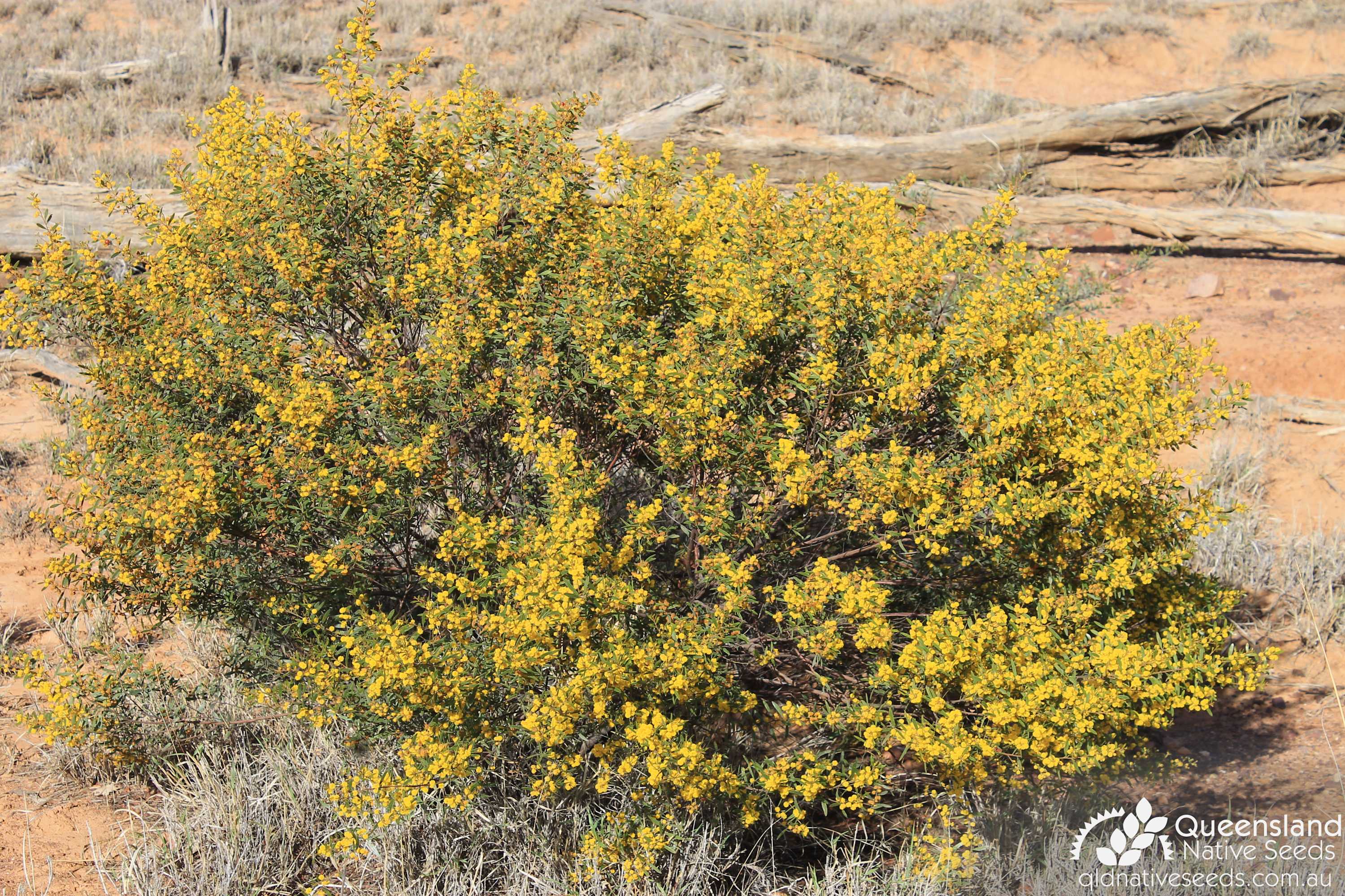 Acacia ixiophylla "Sticky Wattle" - Plant Profiles - Queensland Native ...