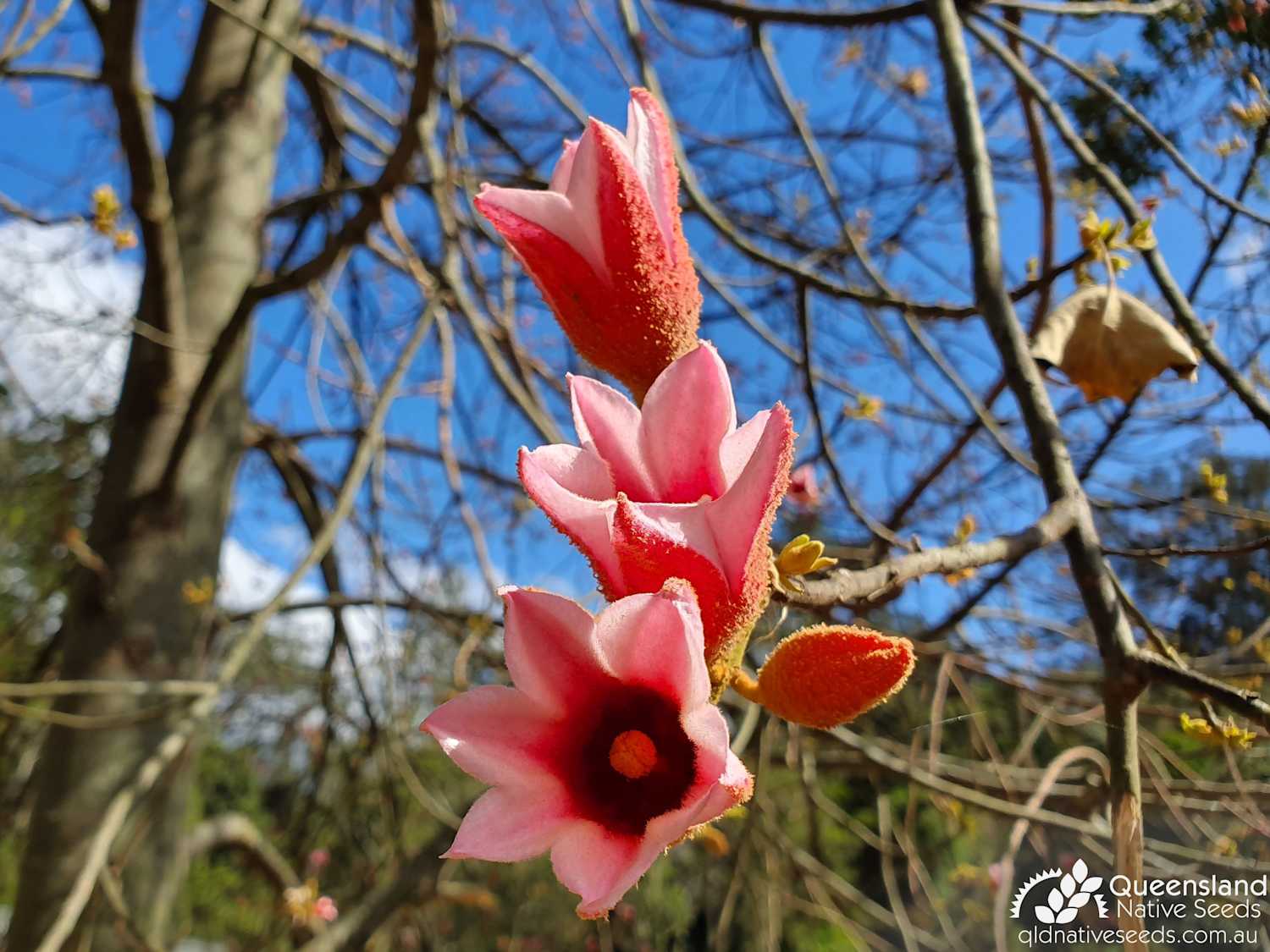Brachychiton discolor "Lacebark" - Plant Profiles - Queensland Native Seeds