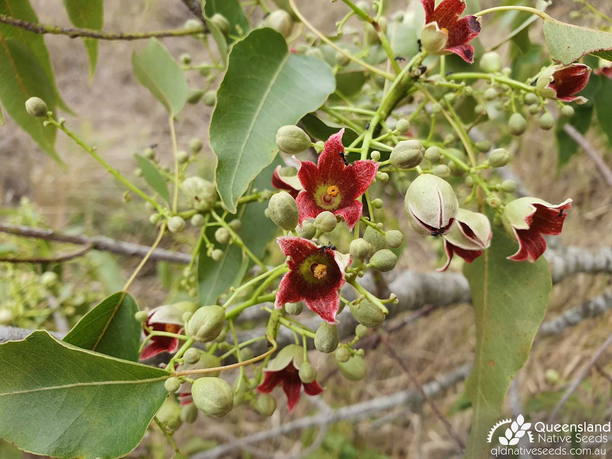 Brachychiton populneus "Kurrajong" - Plant Profiles - Queensland Native ...