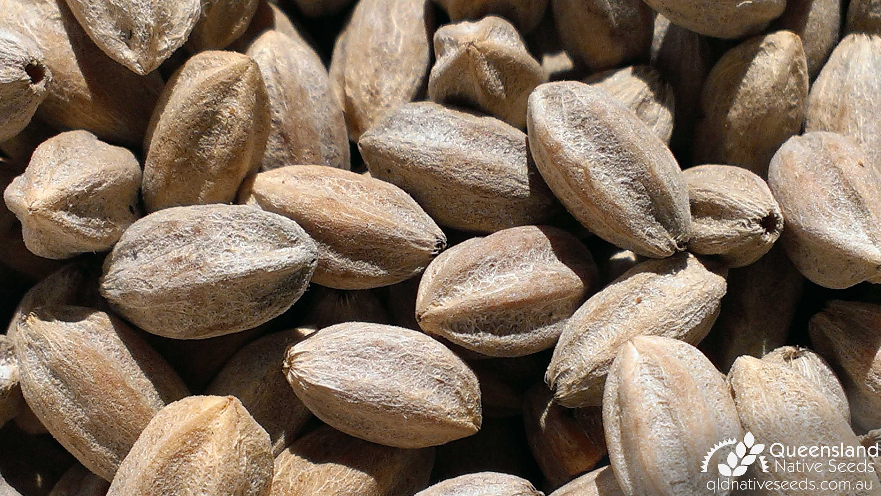 Melia azedarach "White Cedar" - Plant Profiles - Queensland Native Seeds