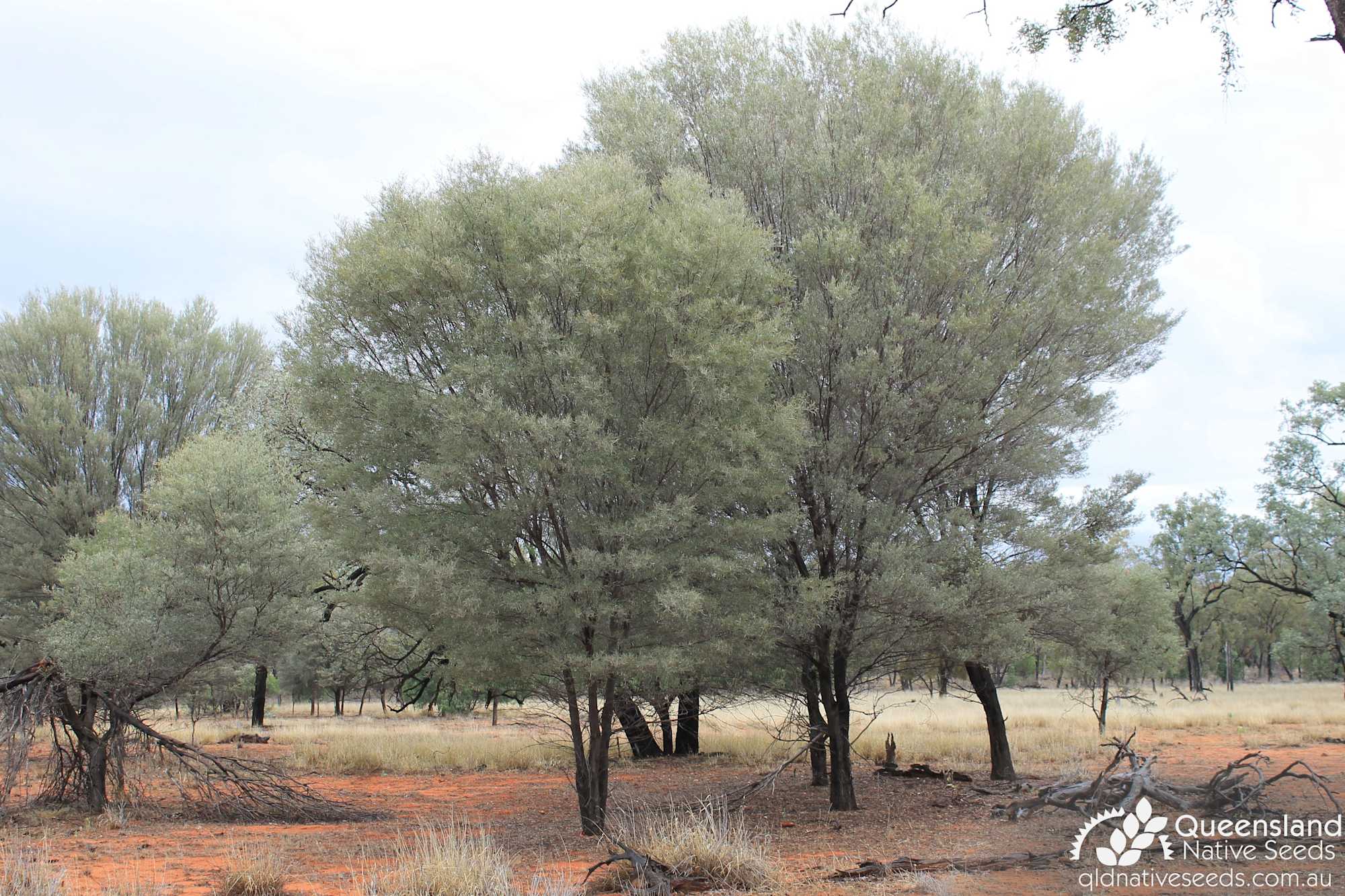 Acacia aneura "Mulga" - Plant Profiles - Queensland Native Seeds