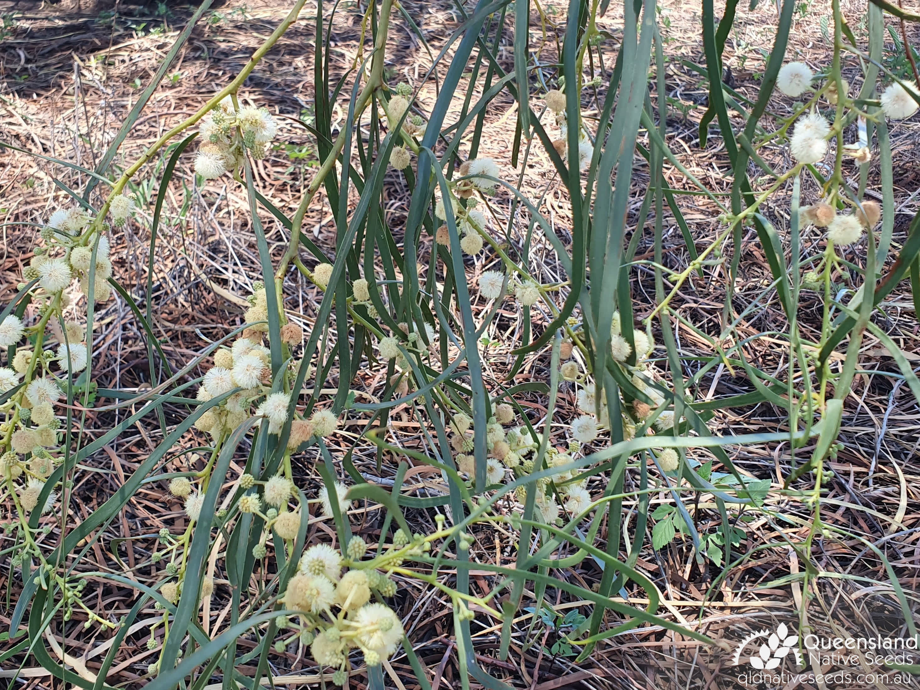 Acacia stenophylla "River Cooba" - Plant Profiles - Queensland Native Seeds