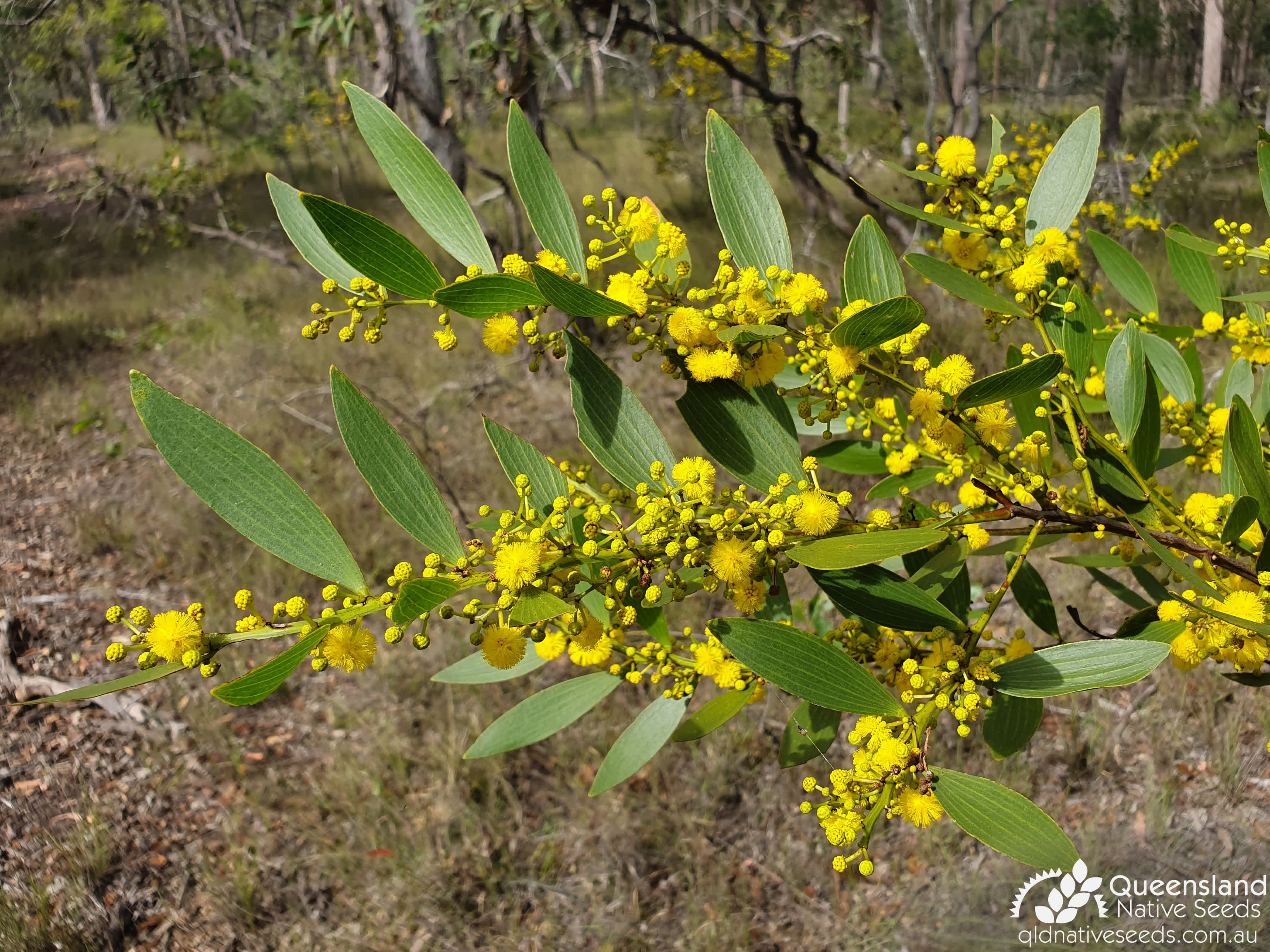 Acacia complanata "Flat-Stemmed Wattle" - Plant Profiles - Queensland ...