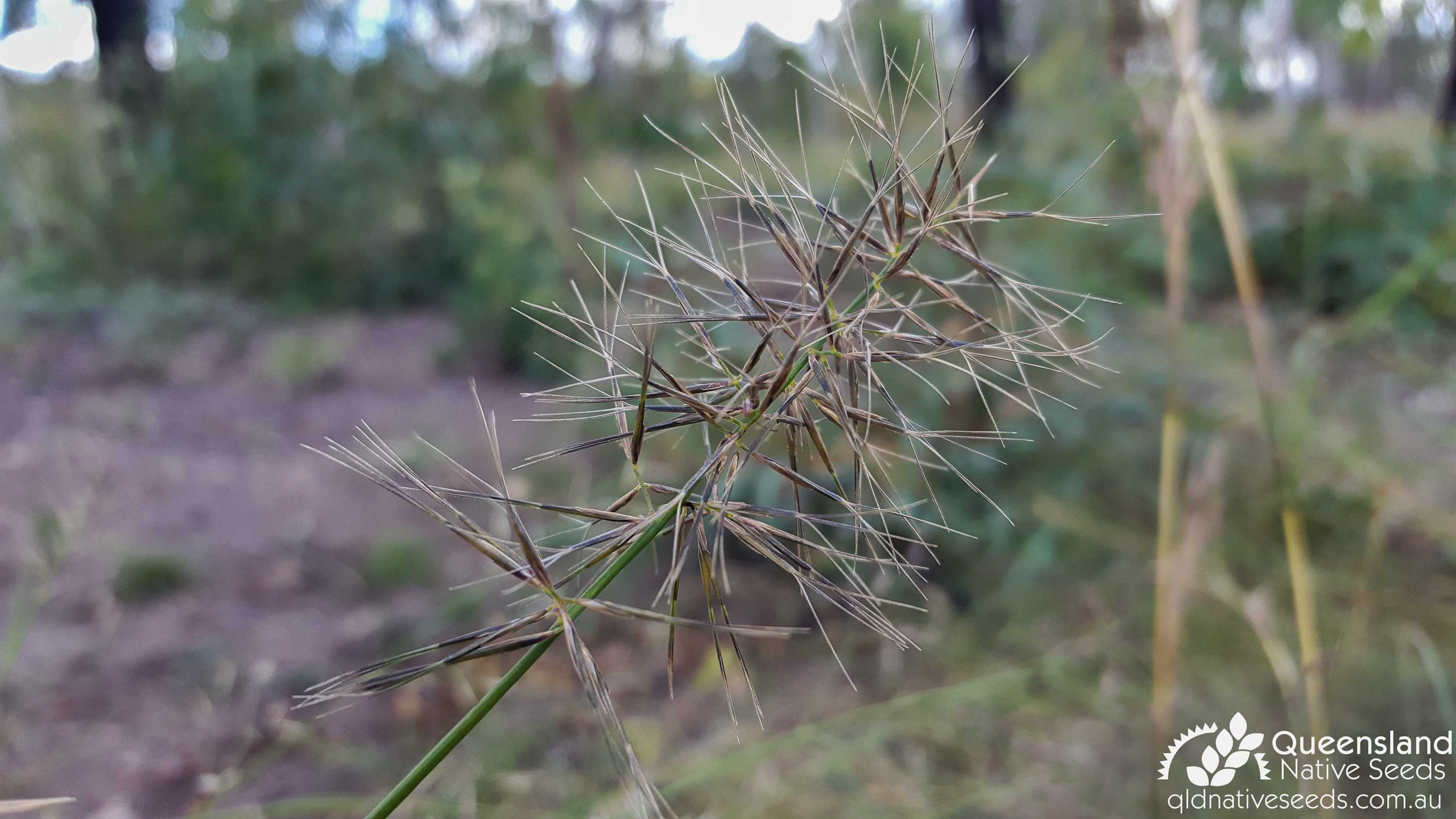 Aristida caput-medusae "Many-Headed Wiregrass" - Plant Profiles ...