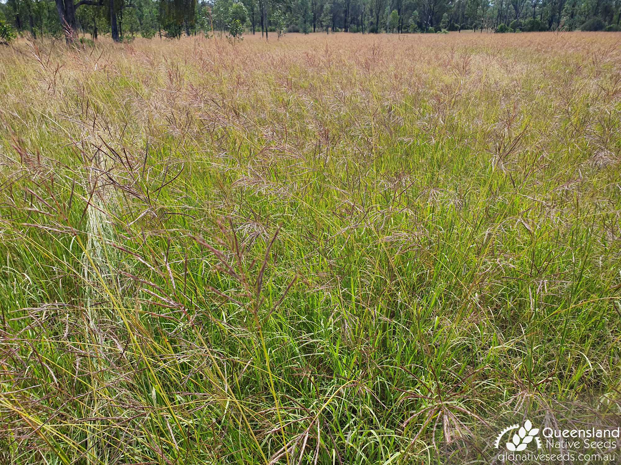 Bothriochloa bladhii subsp. bladhii "Forest Bluegrass" - Plant Profiles ...