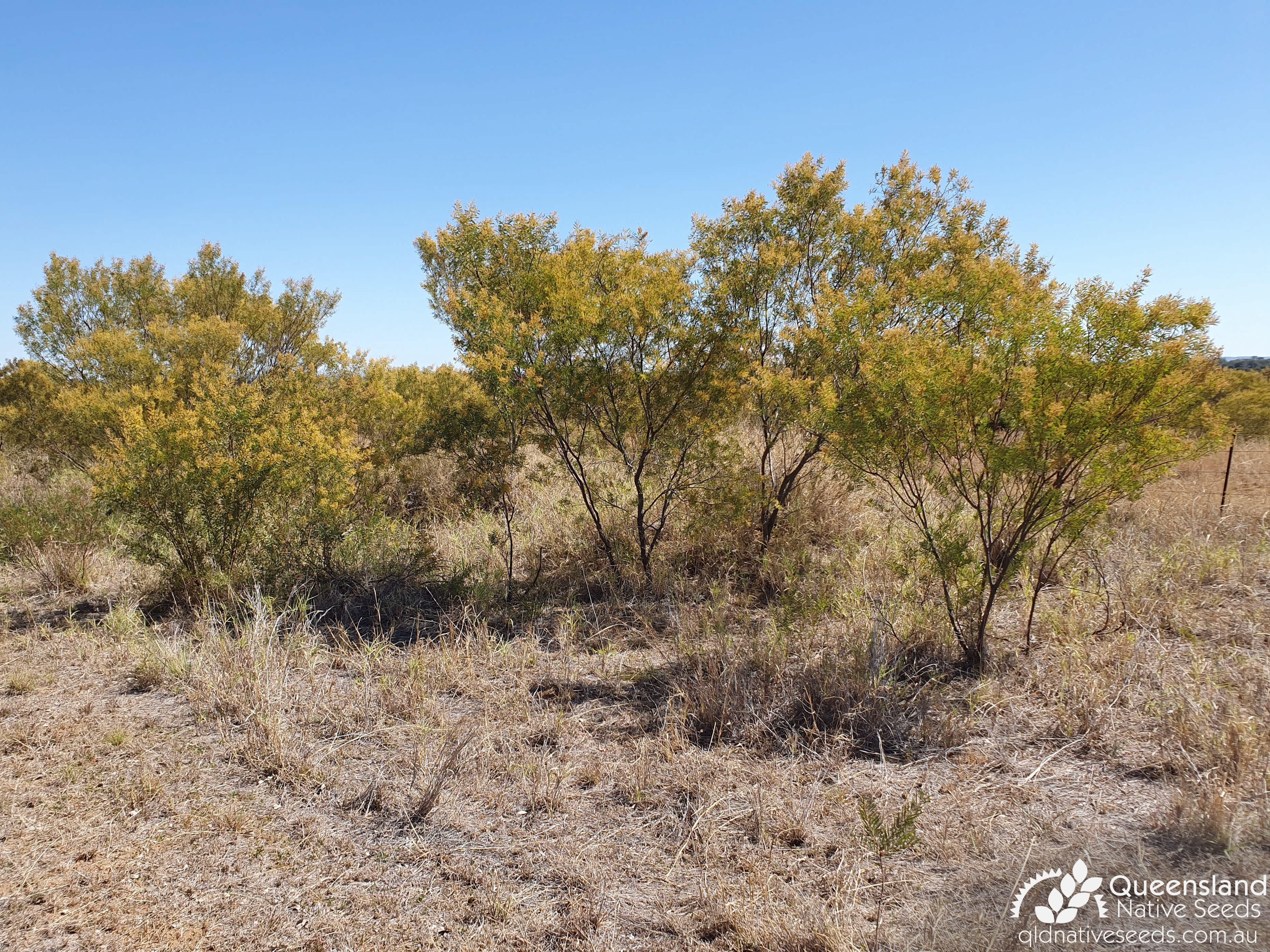 Acacia decora "Pretty Wattle" - Plant Profiles - Queensland Native Seeds