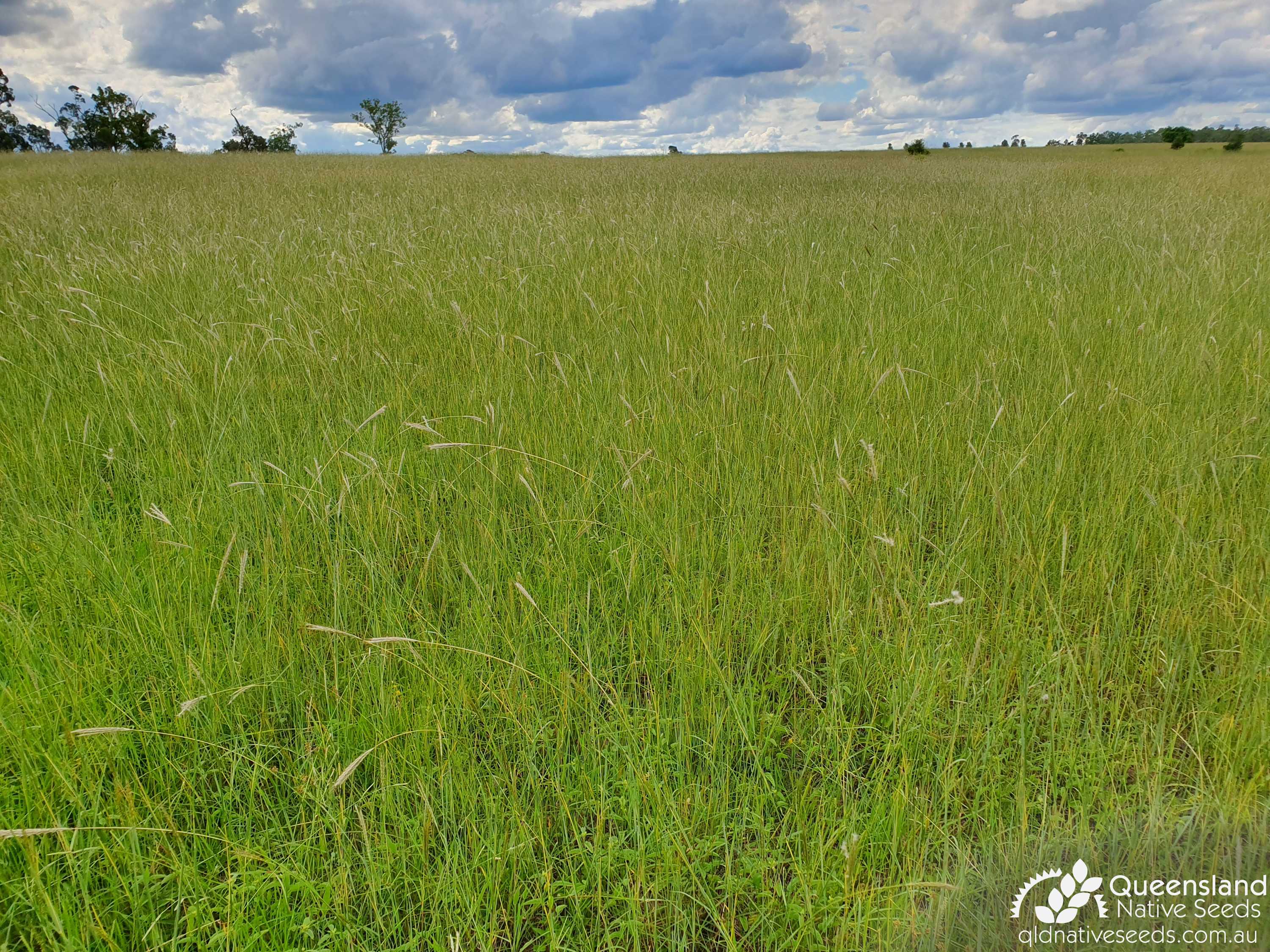 Bothriochloa decipiens var decipiens "Pitted Bluegrass" - Plant ...