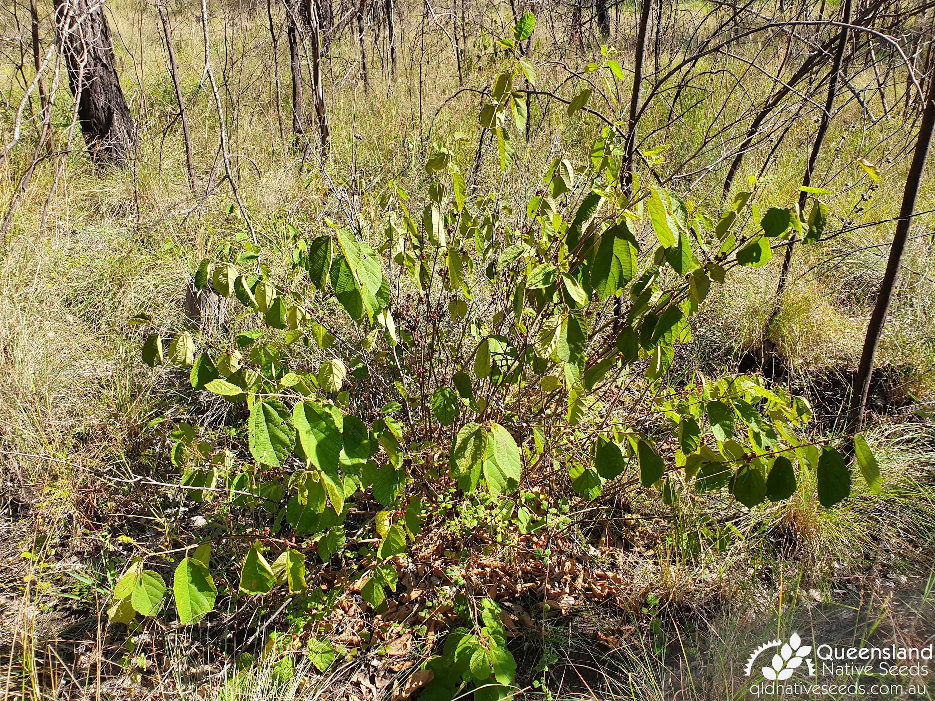 Grewia latifolia "Dogs Balls" - Plant Profiles - Queensland Native Seeds