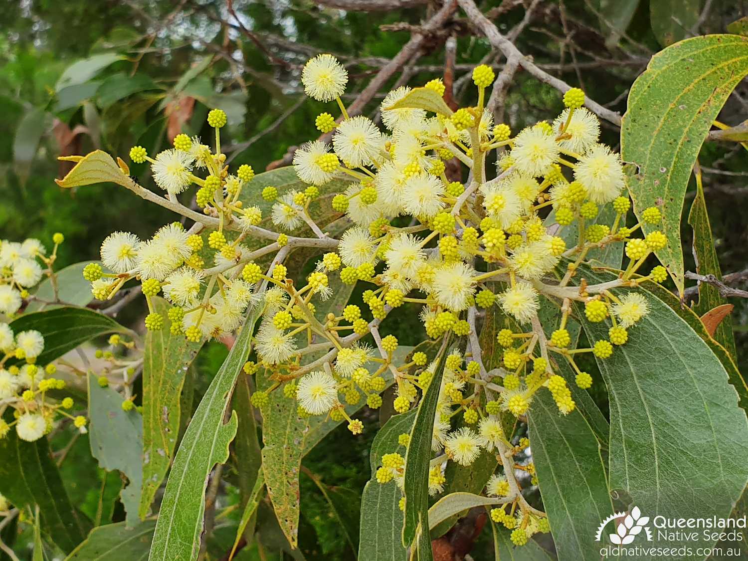 Acacia flavescens "Yellow Wattle" - Plant Profiles - Queensland Native ...