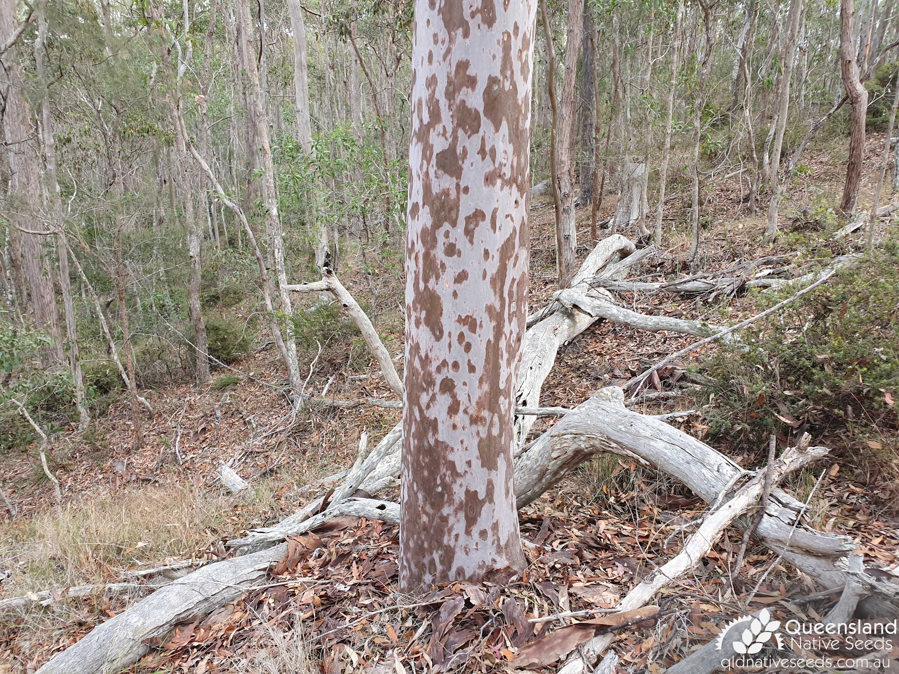 Corymbia citriodora subsp. variegata "Spotted Gum" - Plant Profiles ...