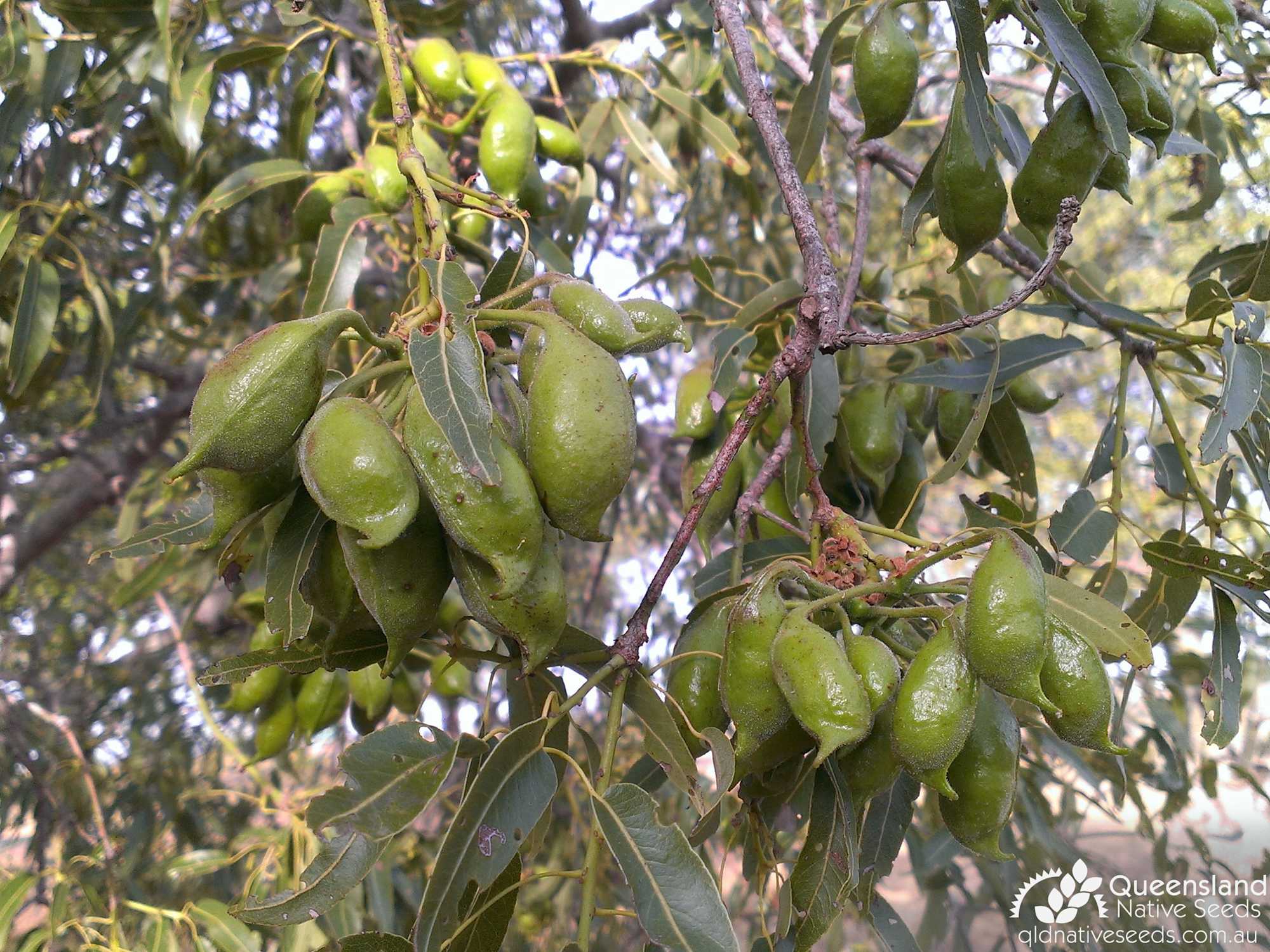 Brachychiton rupestris "Queensland Bottle Tree" - Plant Profiles ...