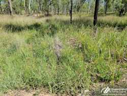 Crotalaria medicaginea var. medicaginea "Trefoil Rattlepod" - Plant ...