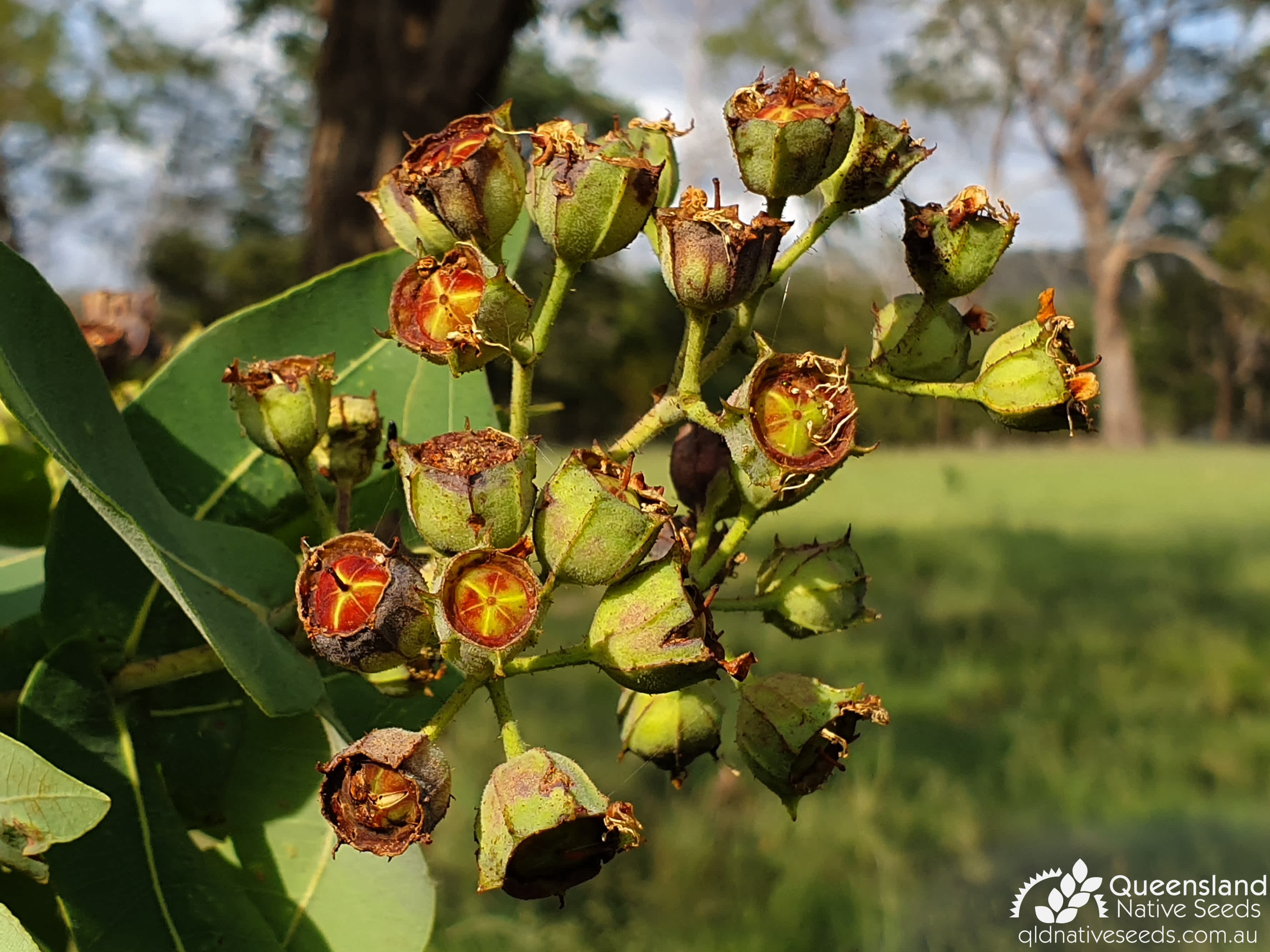 Angophora subvelutina "Broad-Leaved Apple" - Plant Profiles ...