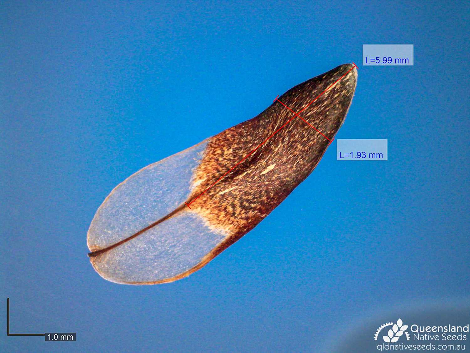 Allocasuarina torulosa "Rose She-Oak" - Plant Profiles - Queensland ...