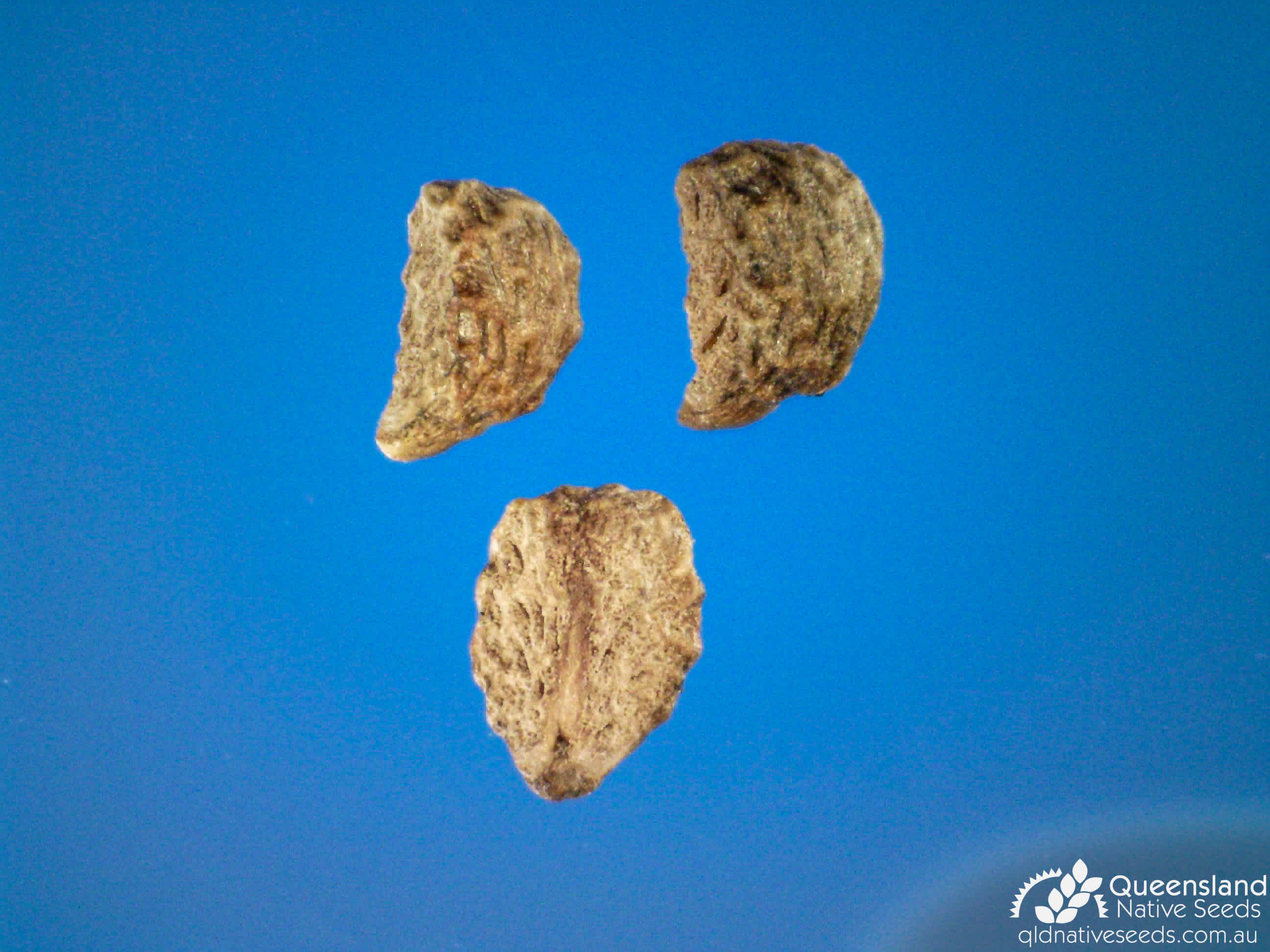 Sida hackettiana "Golden Rod" - Plant Profiles - Queensland Native Seeds