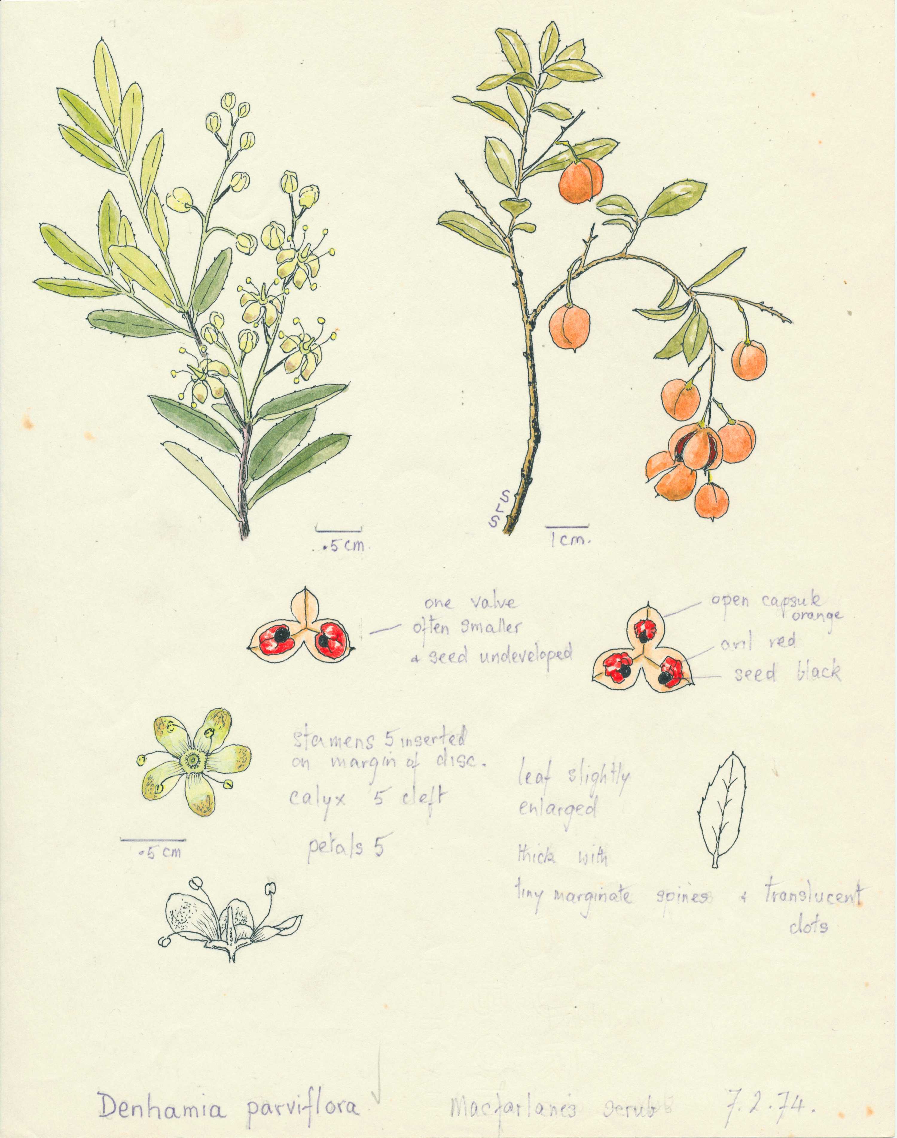 Denhamia parvifolia - Plant Profiles - Queensland Native Seeds