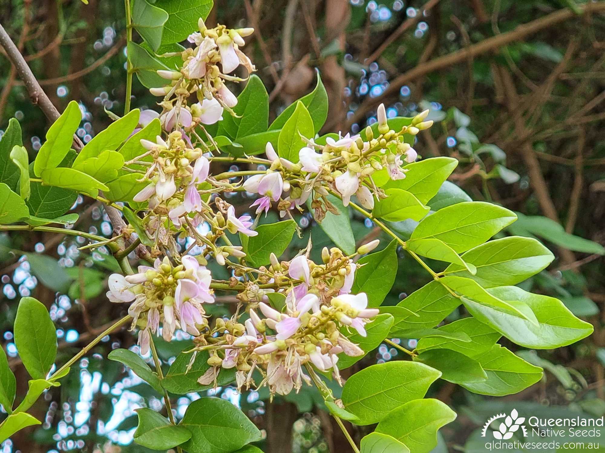 Derris involuta "Native Derris" - Plant Profiles - Queensland Native Seeds