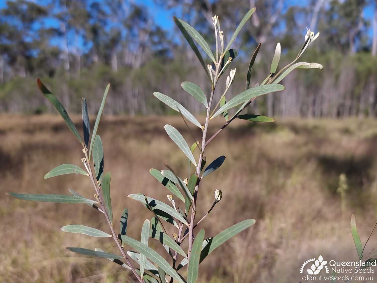 Acacia polifolia - Plant Profiles - Queensland Native Seeds