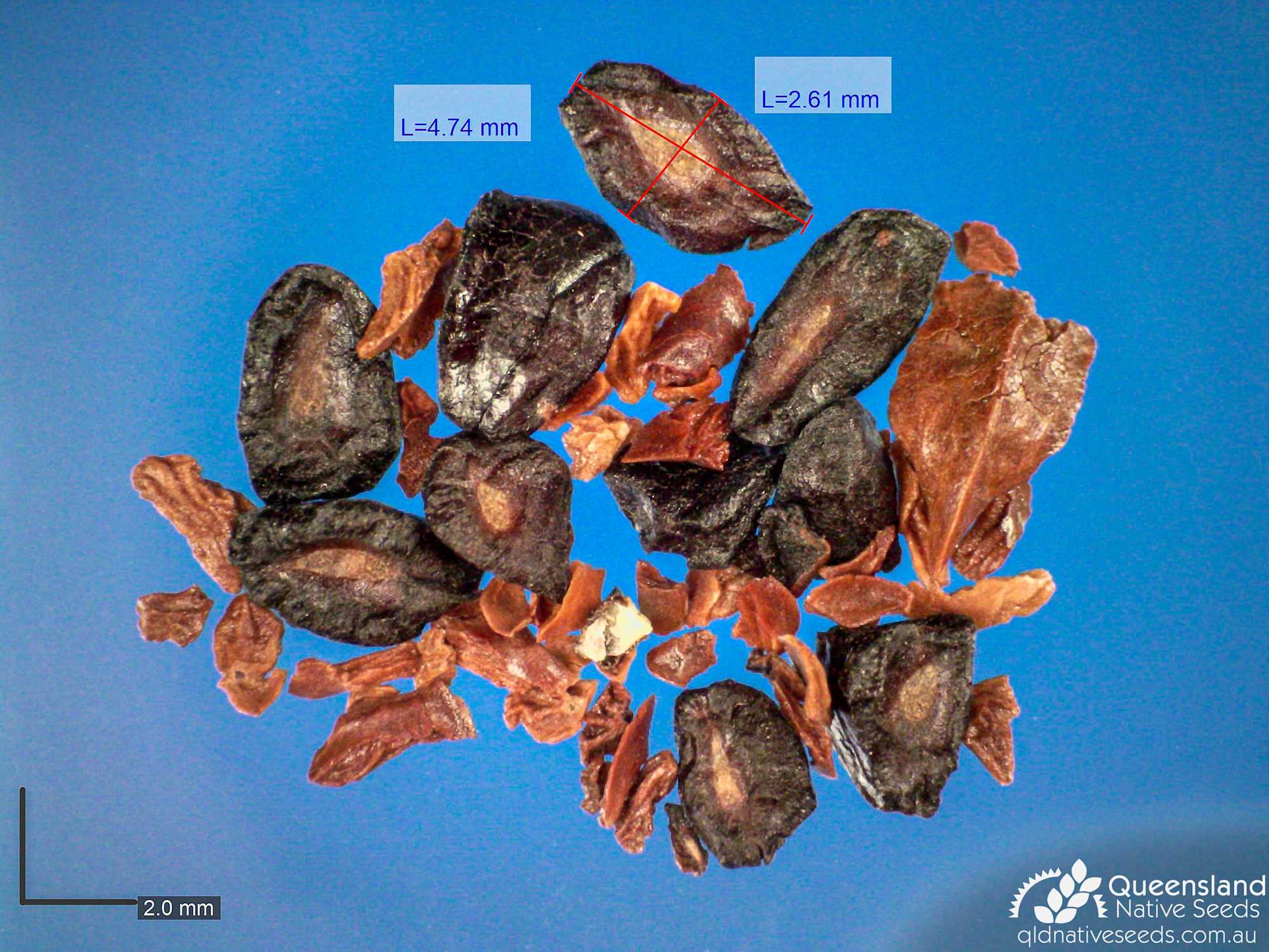 Corymbia maculata "Spotted Gum" - Plant Profiles - Queensland Native Seeds