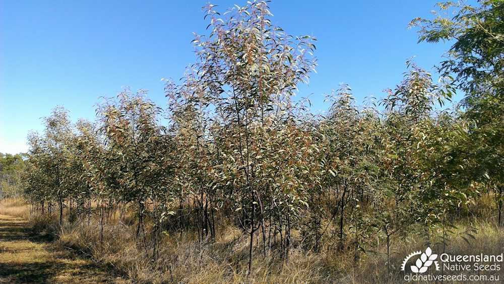 Acacia falcata - Plant Profiles - Queensland Native Seeds